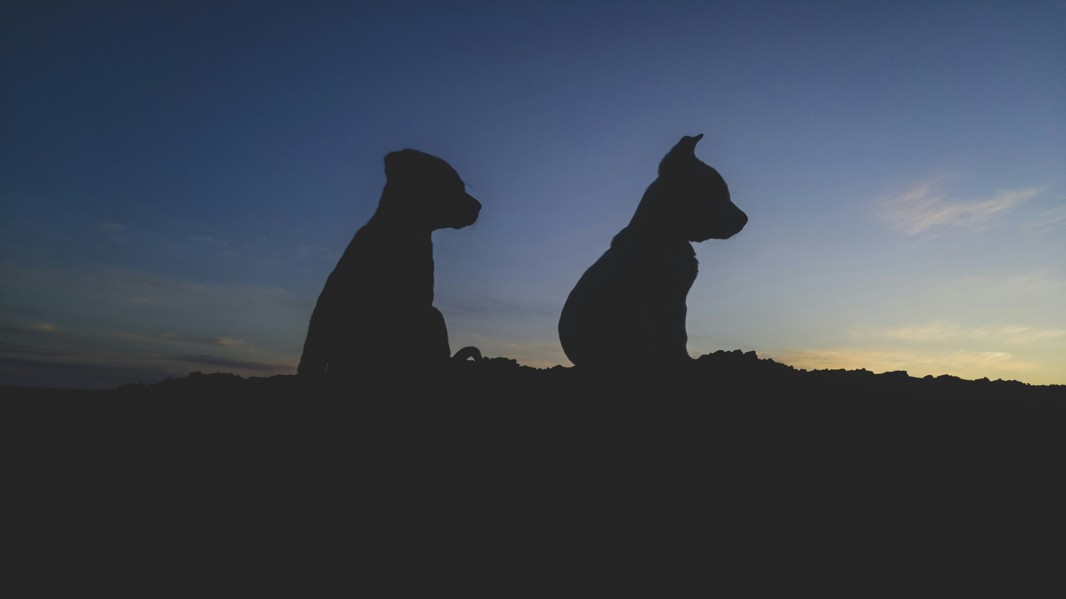 Silhouetted puppies sitting against a twilight sky in a desert landscape.