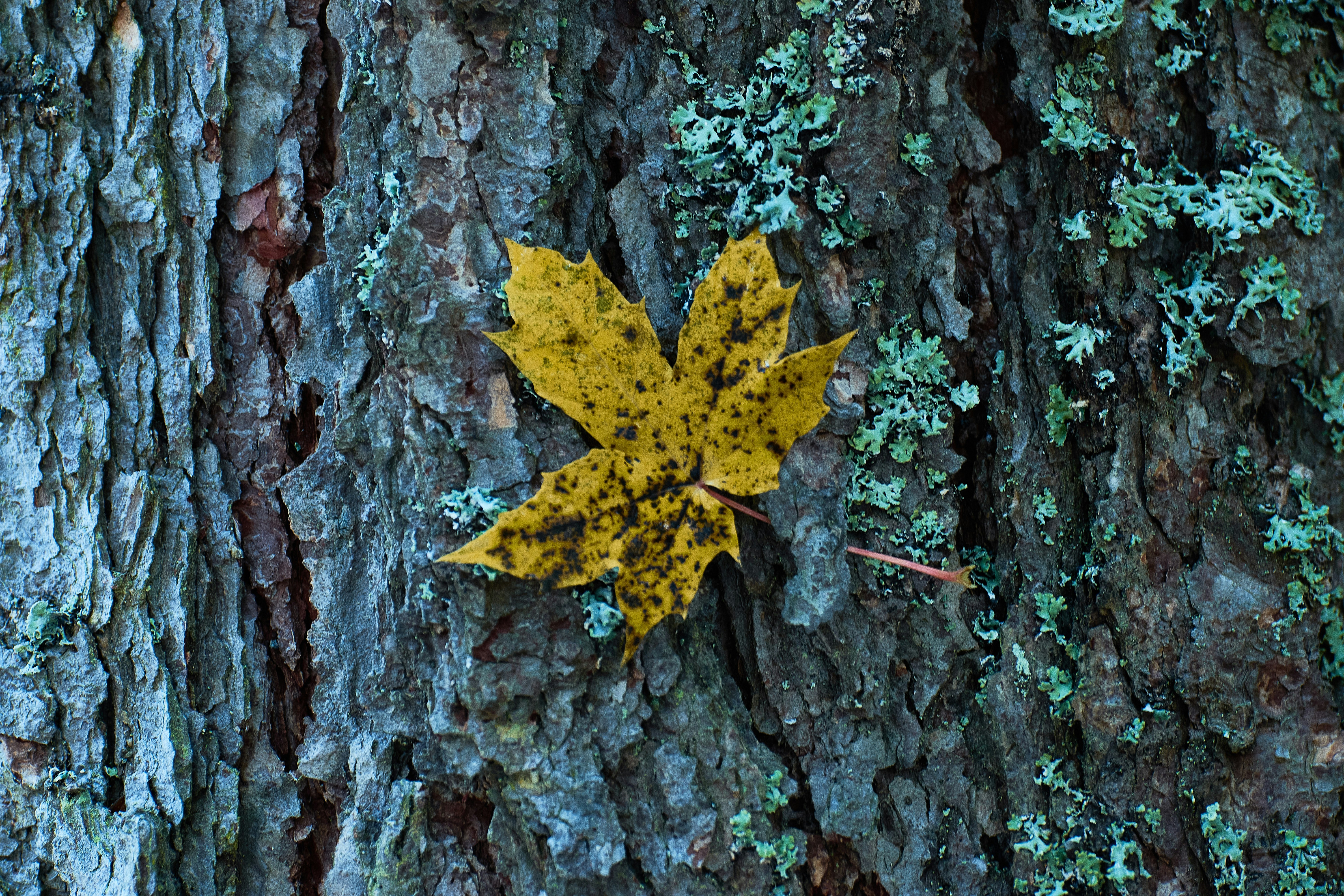 Yellow Maple Leaf Adheres to Timeworn Bark