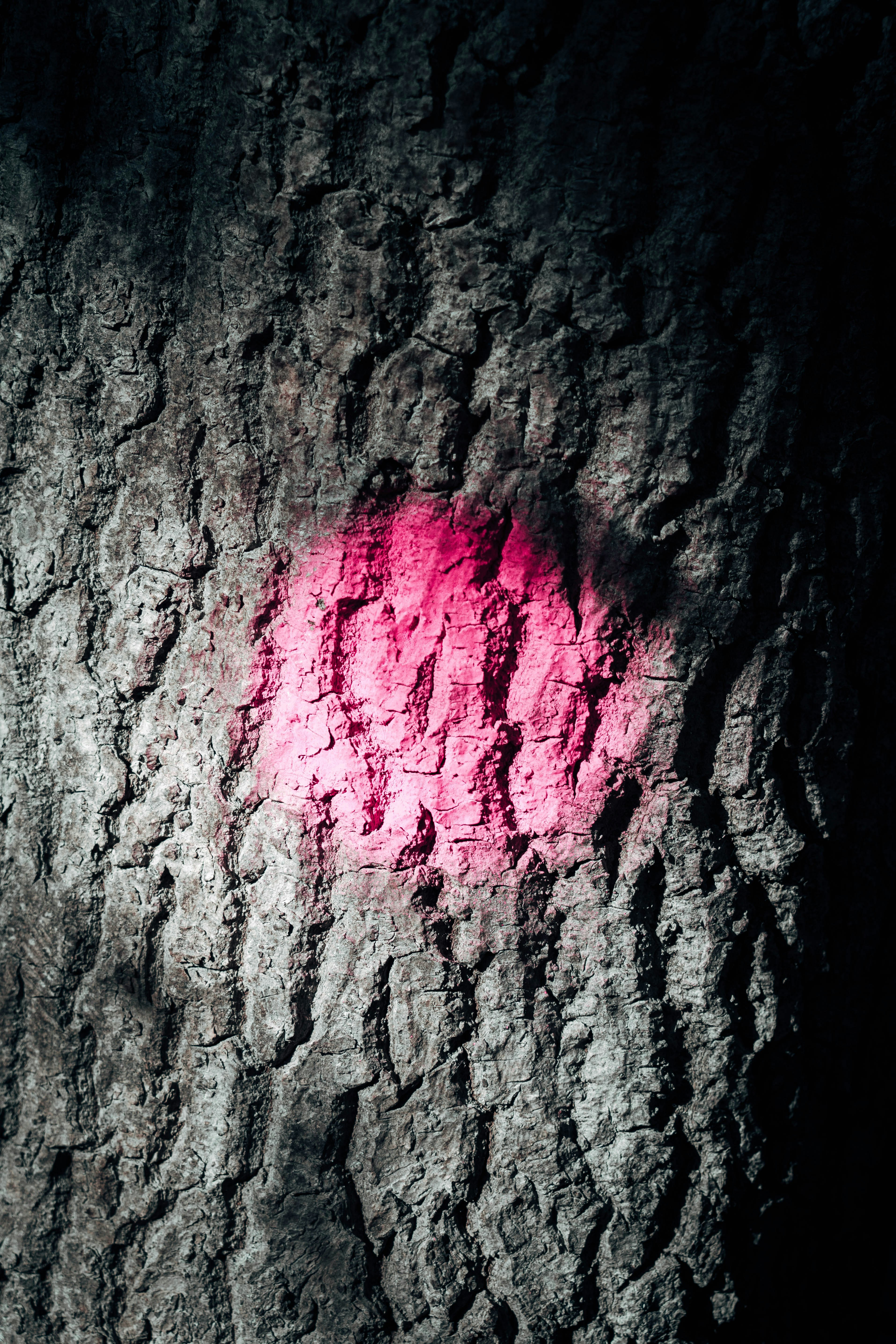 Pink Circle Mark on Weathered Bark Under Dim Light