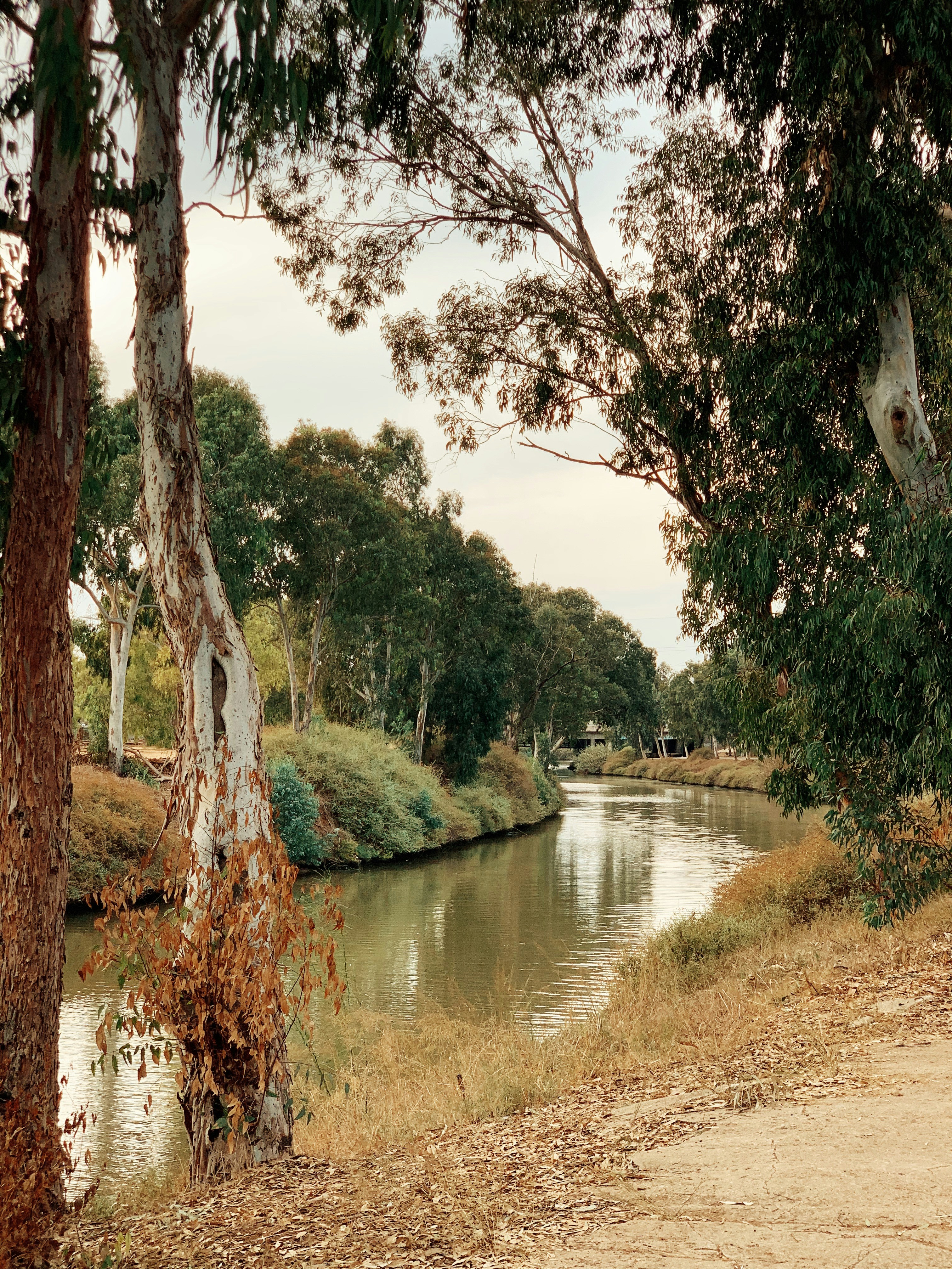 Green trees beside river during daytime photo – Free Israel Image on ...