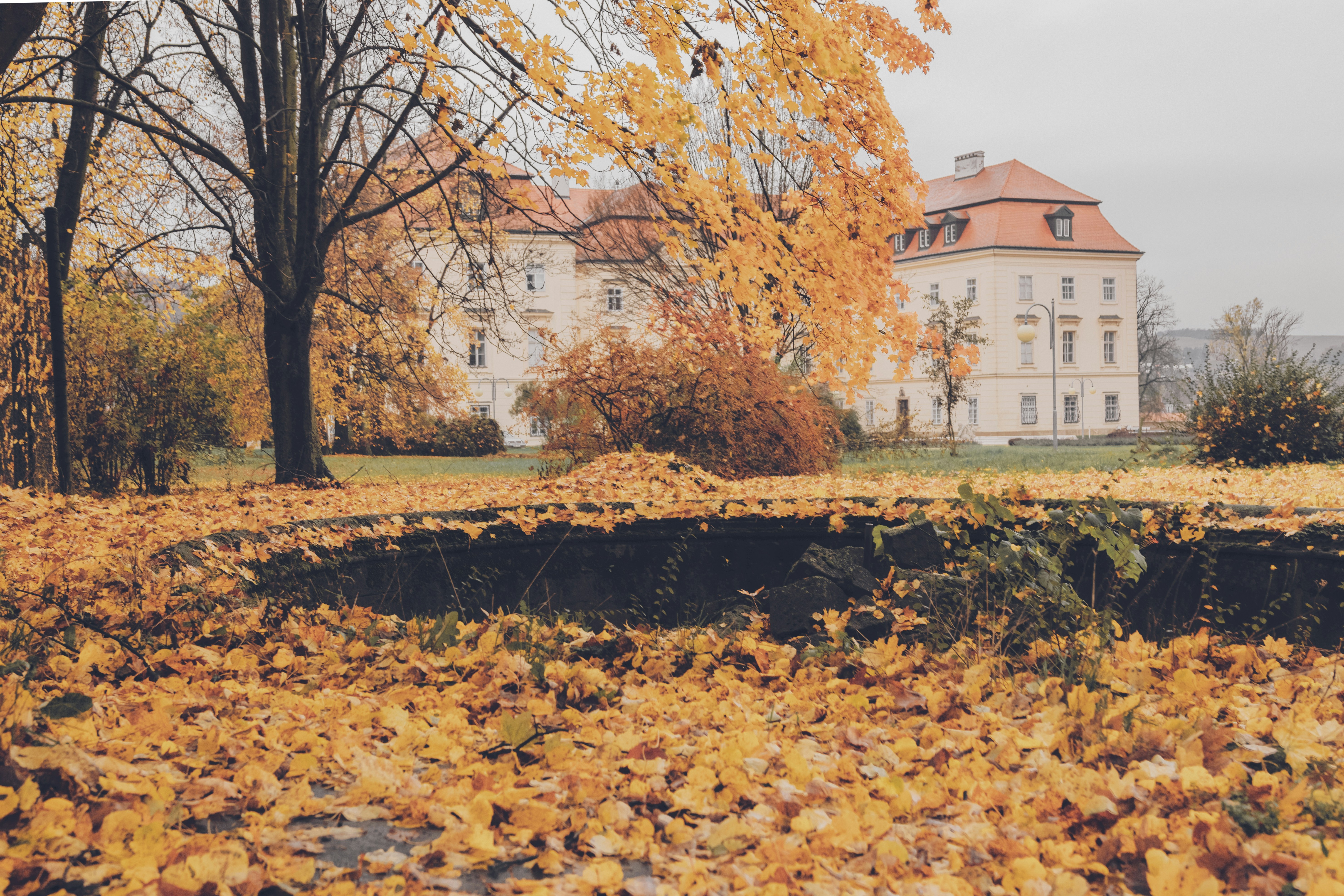 Vibrant yellow leaves blanket the ground in a serene park setting, with a historic building softly blurred in the background. The scene captures the essence of autumn's transition.