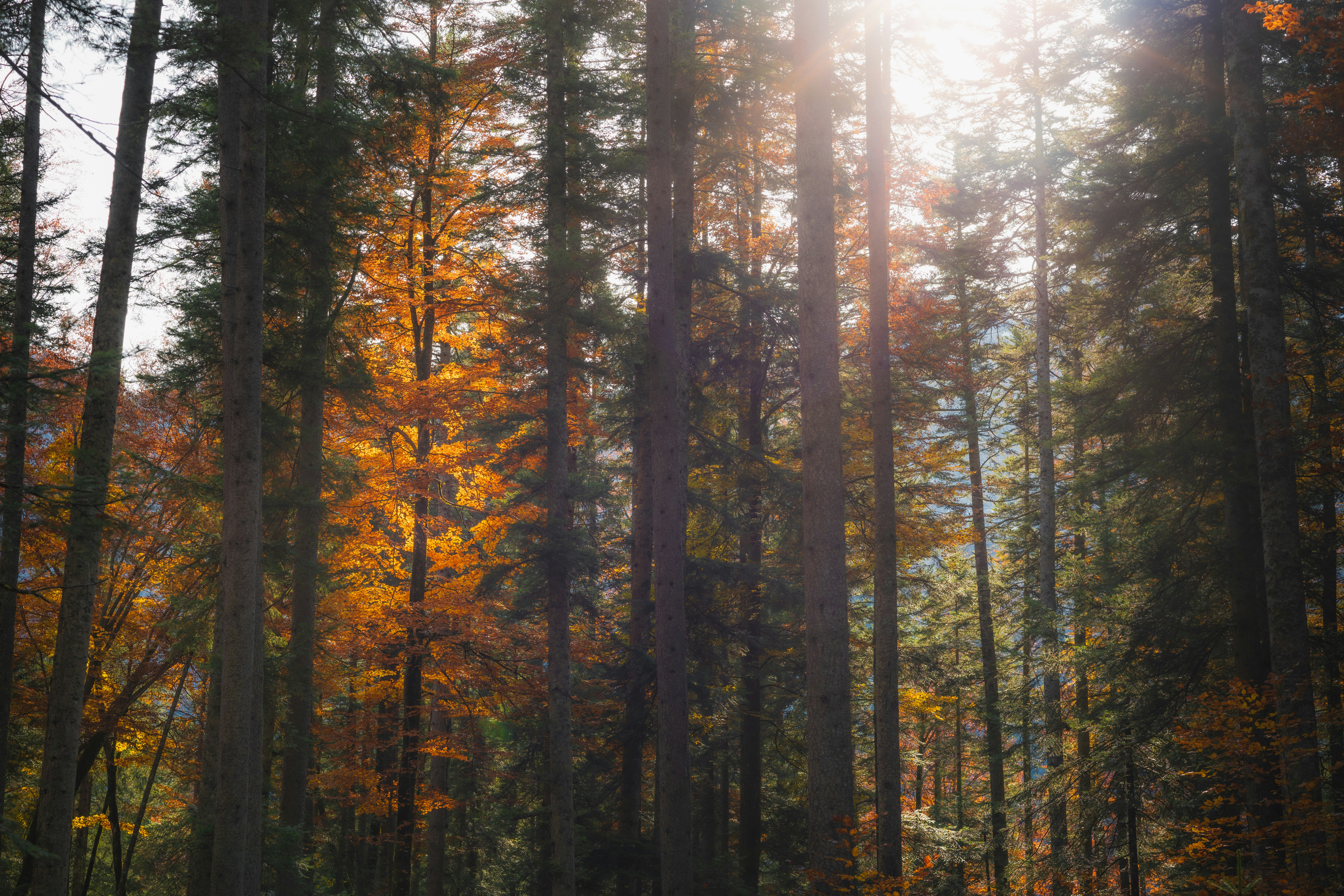 Indian Summer Pictures | Download Free Images on Unsplash