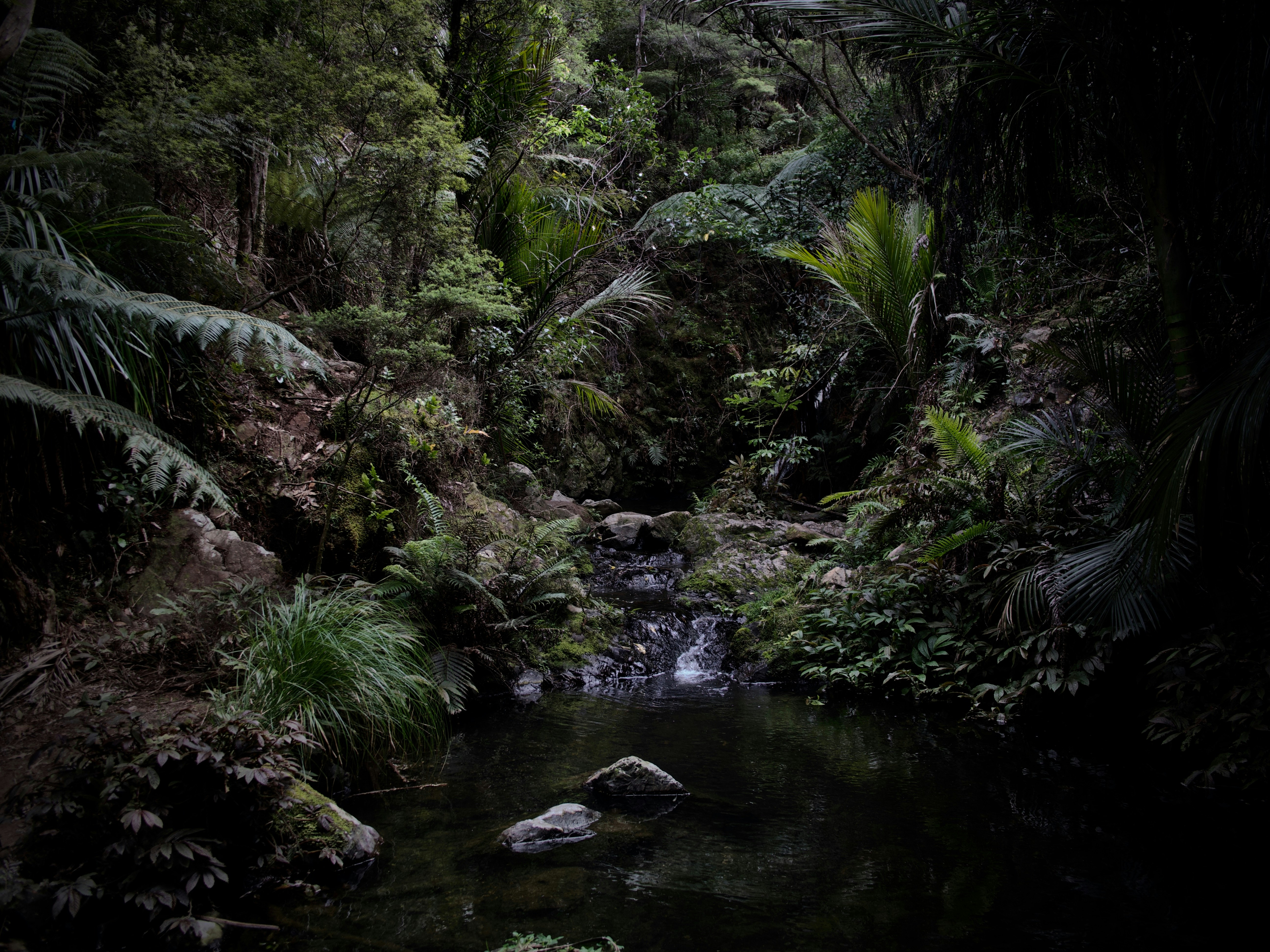 Veiled Ripples: A Nocturnal Rainforest Stream in Deep Shade