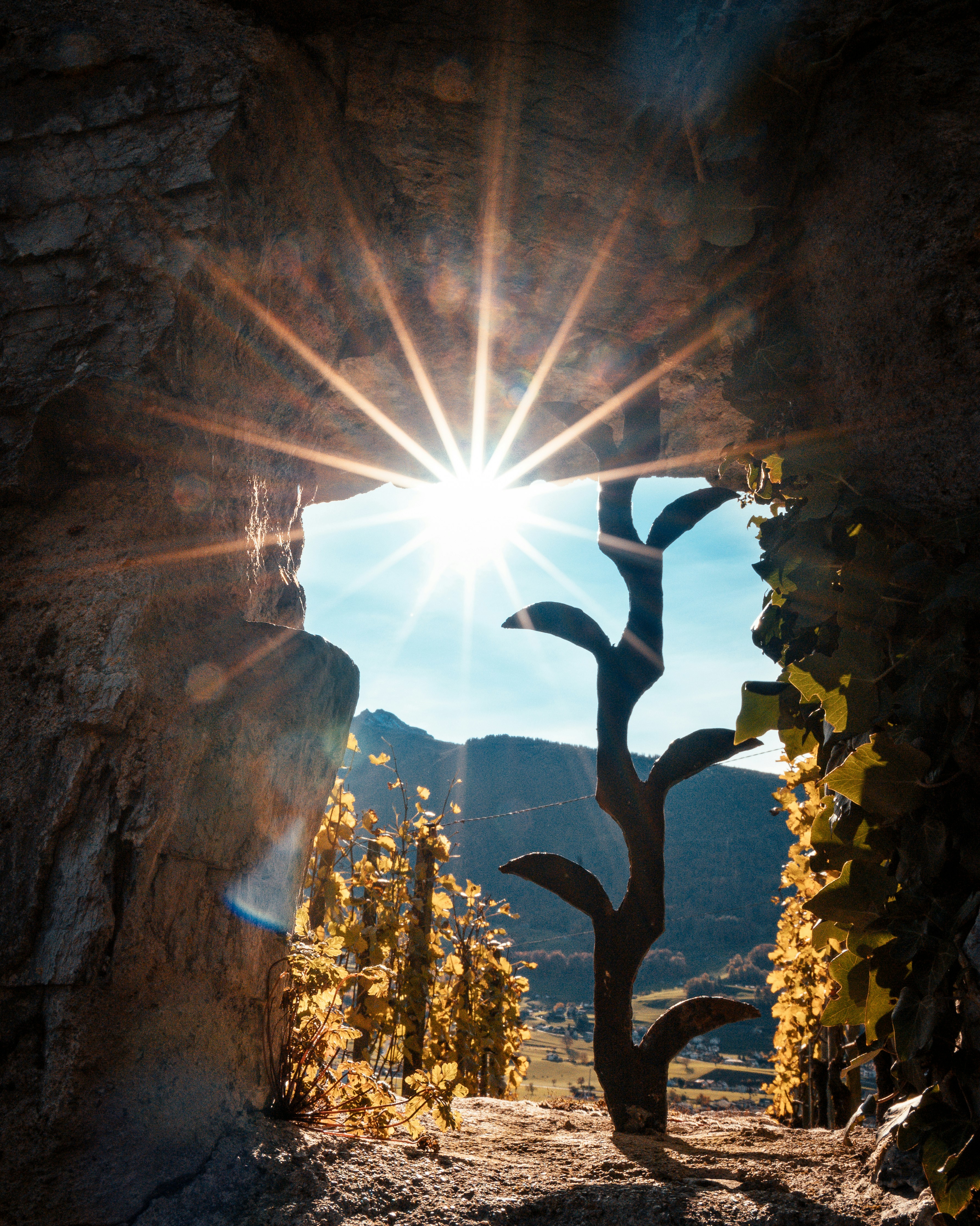 Through the Grape Vines: A Sunlit Portal