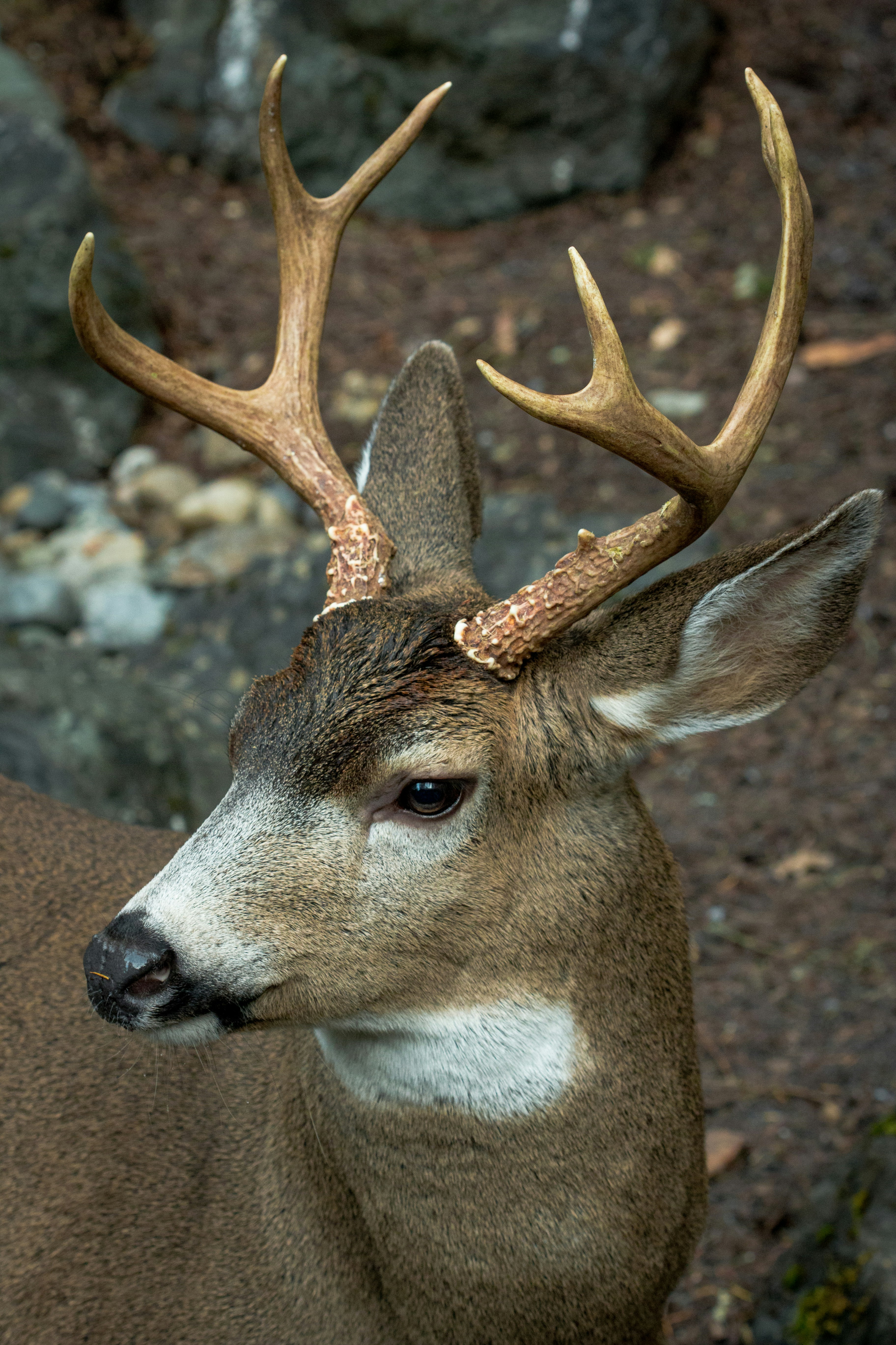 Close-up of a deer showcasing its impressive antlers against a natural backdrop. The deer gazes thoughtfully, embodying the tranquility of its forest habitat.
