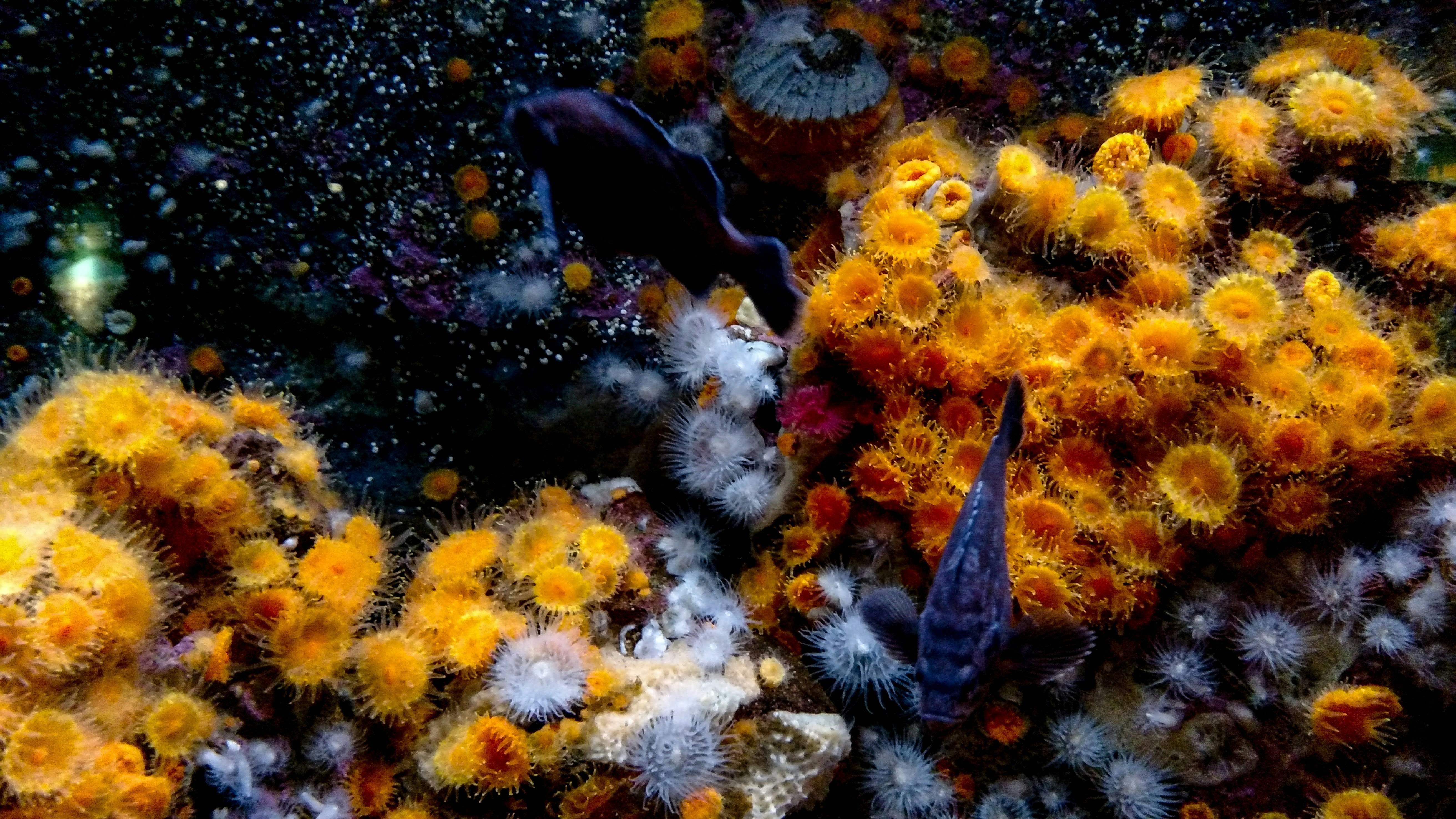 Vibrant underwater coral scene with bright orange and white sea anemones and two fish swimming amidst the corals.