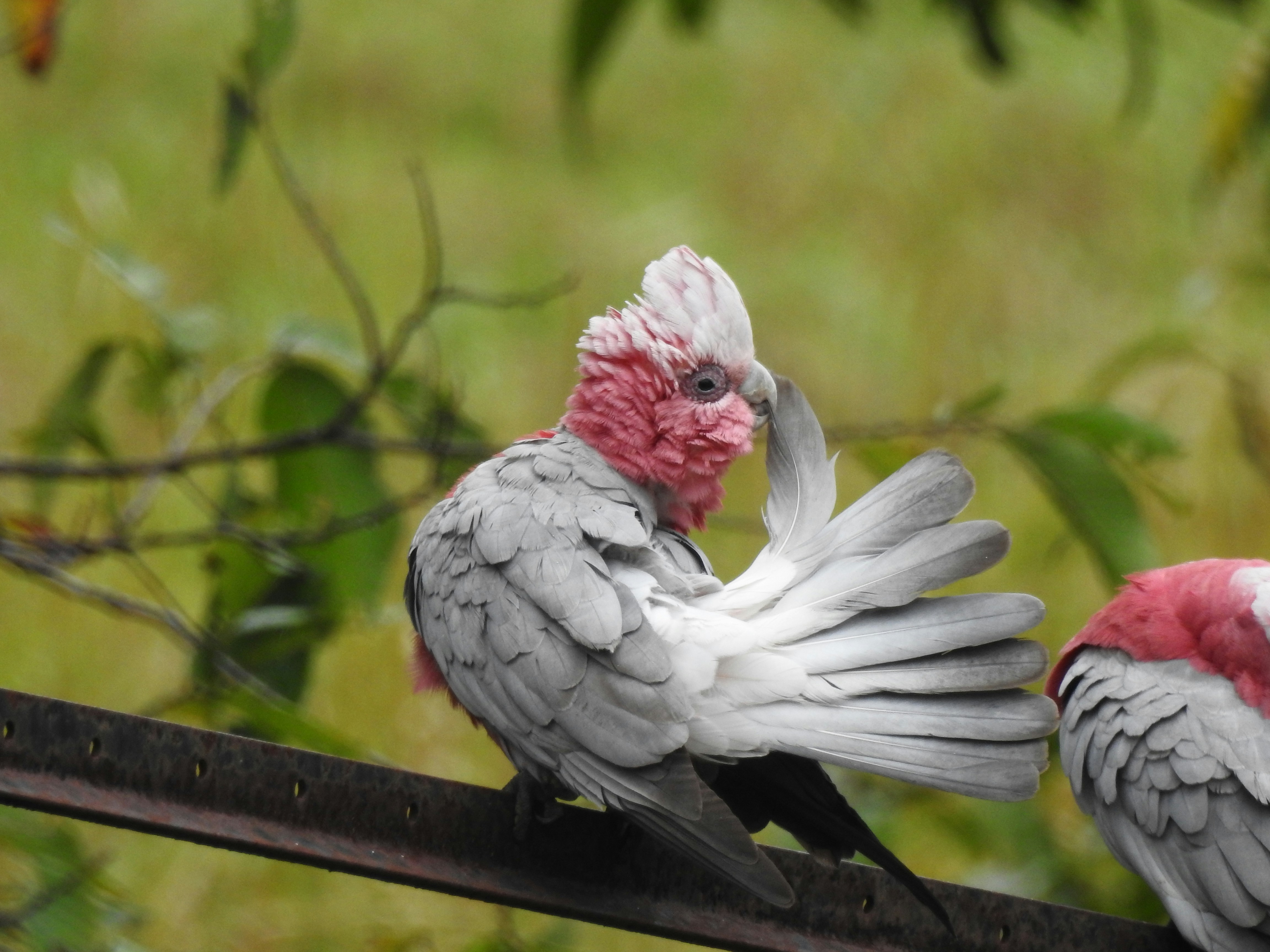 A photograph of two pink-faced galahs perched on a weathered metal bar with a green garden backdrop. The left bird preens its tail while the other sits nearby.