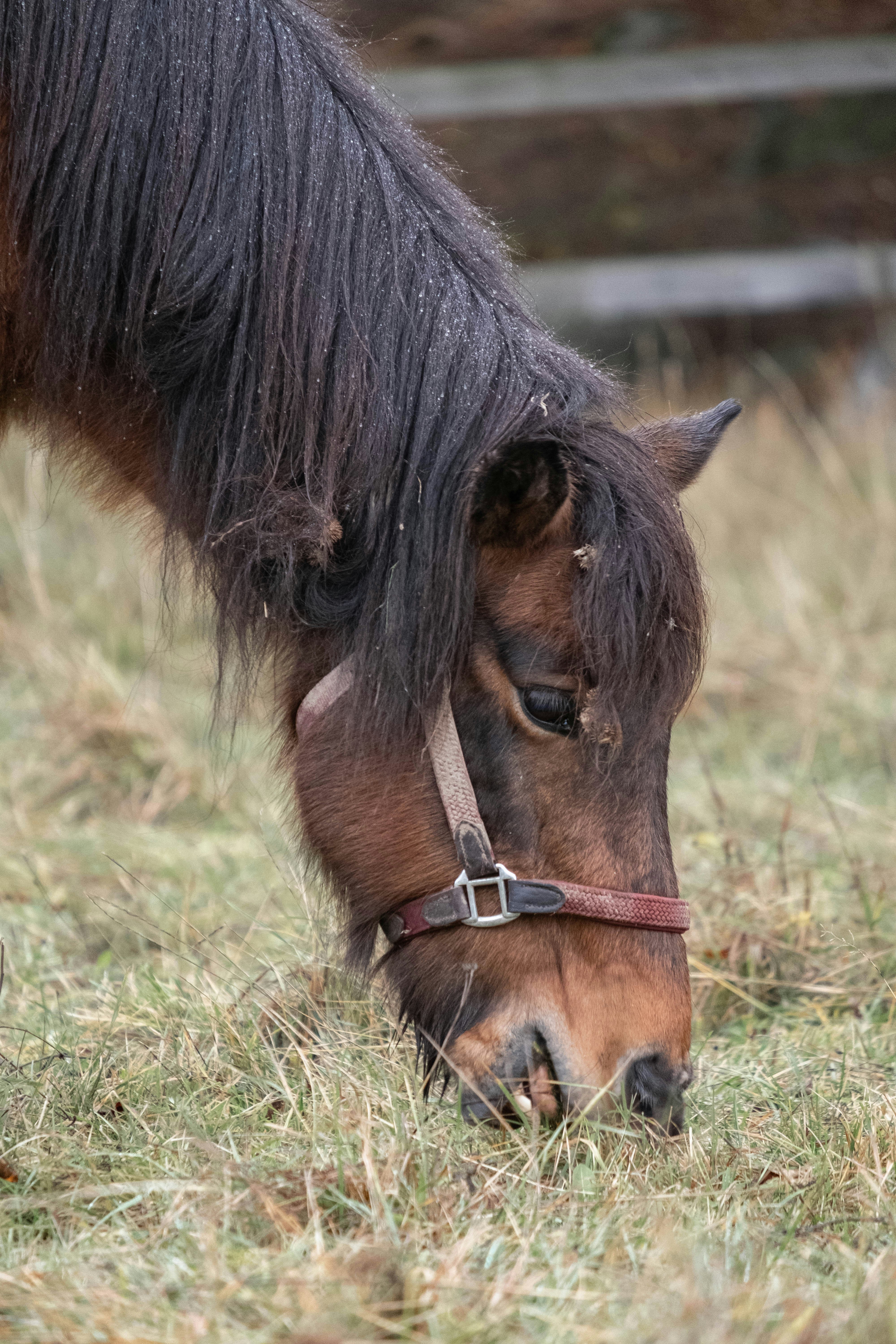black and brown horse on green grass during daytime