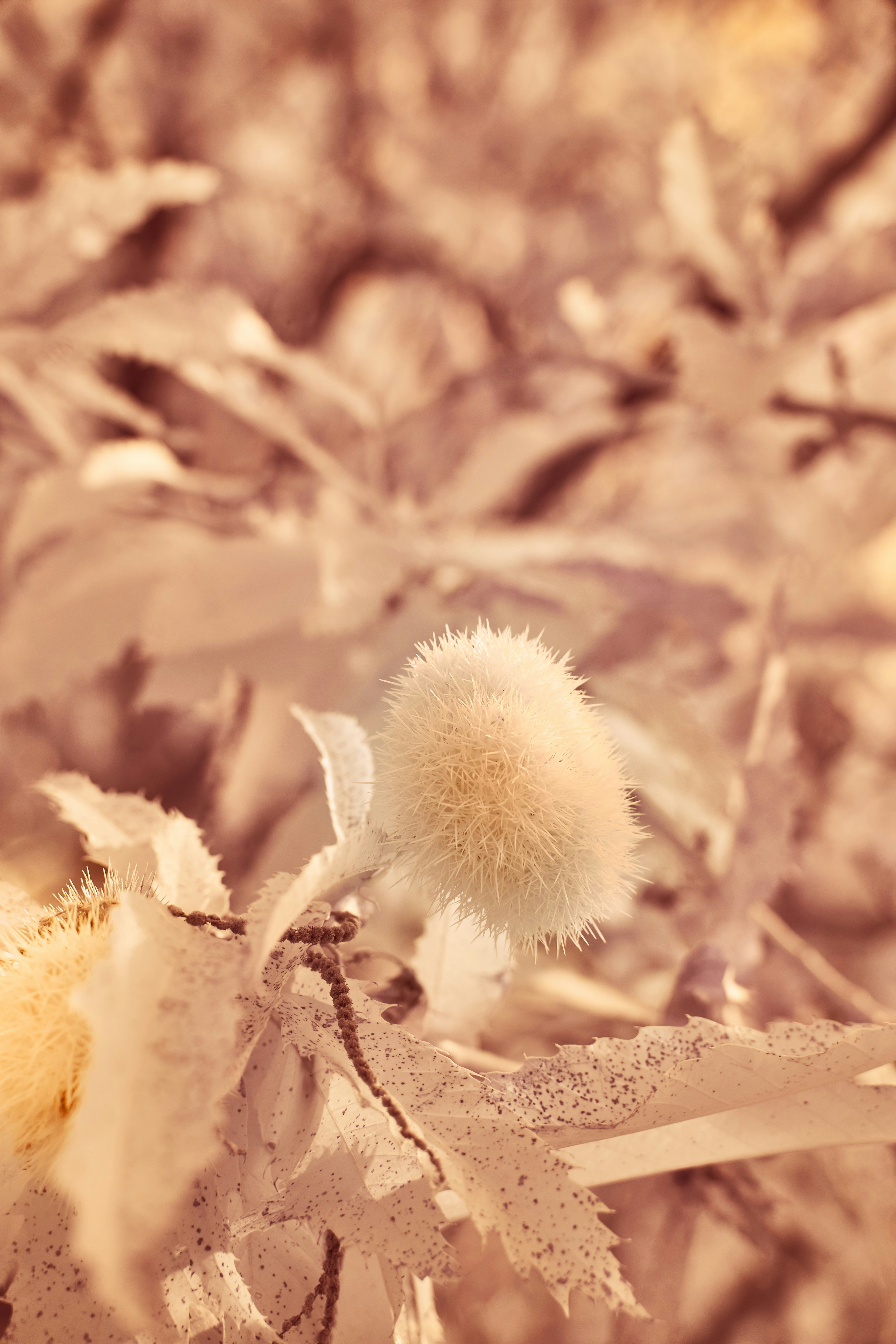 white dandelion in close up photography