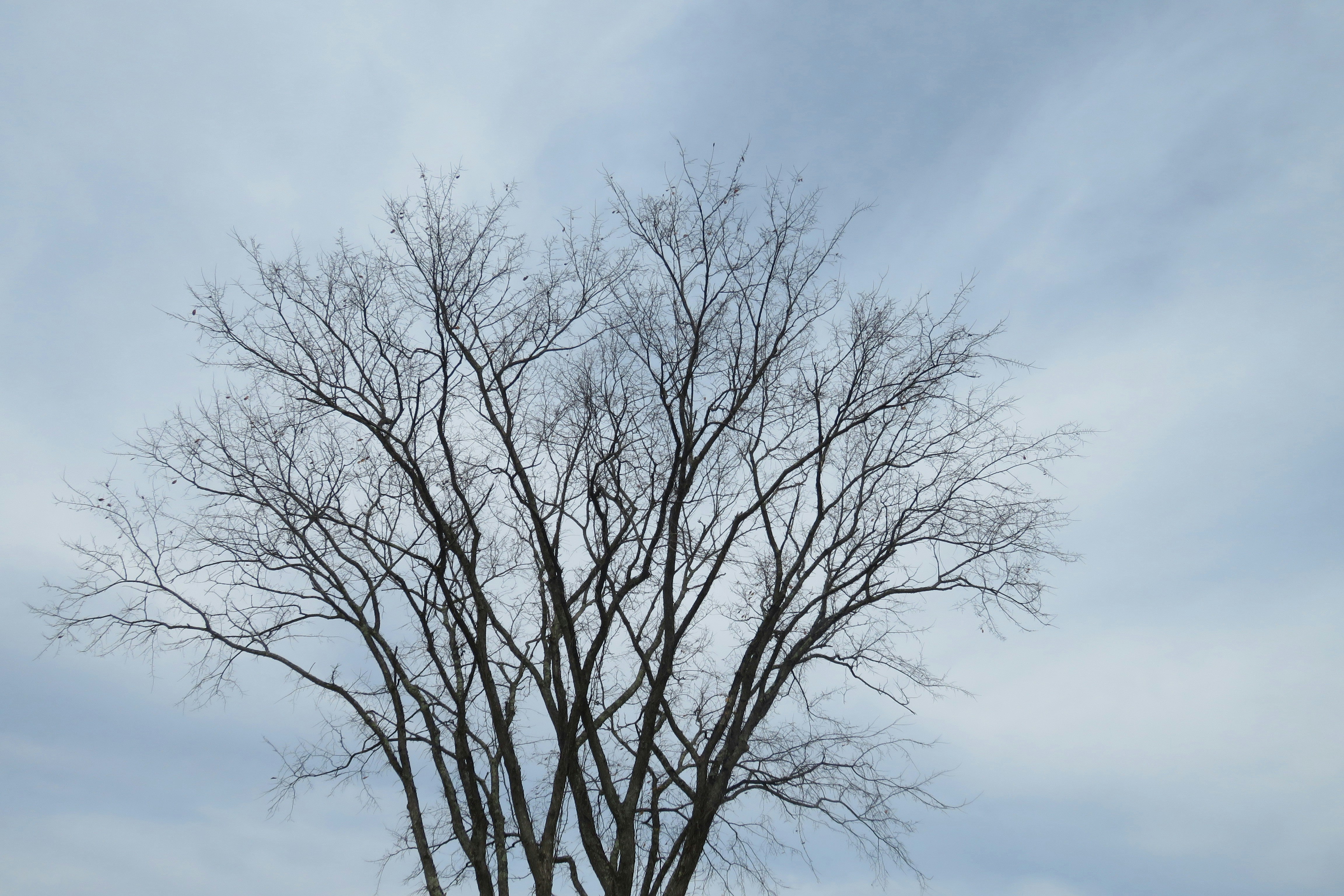 Leafless tree under white clouds photo – Free Grey Image on Unsplash