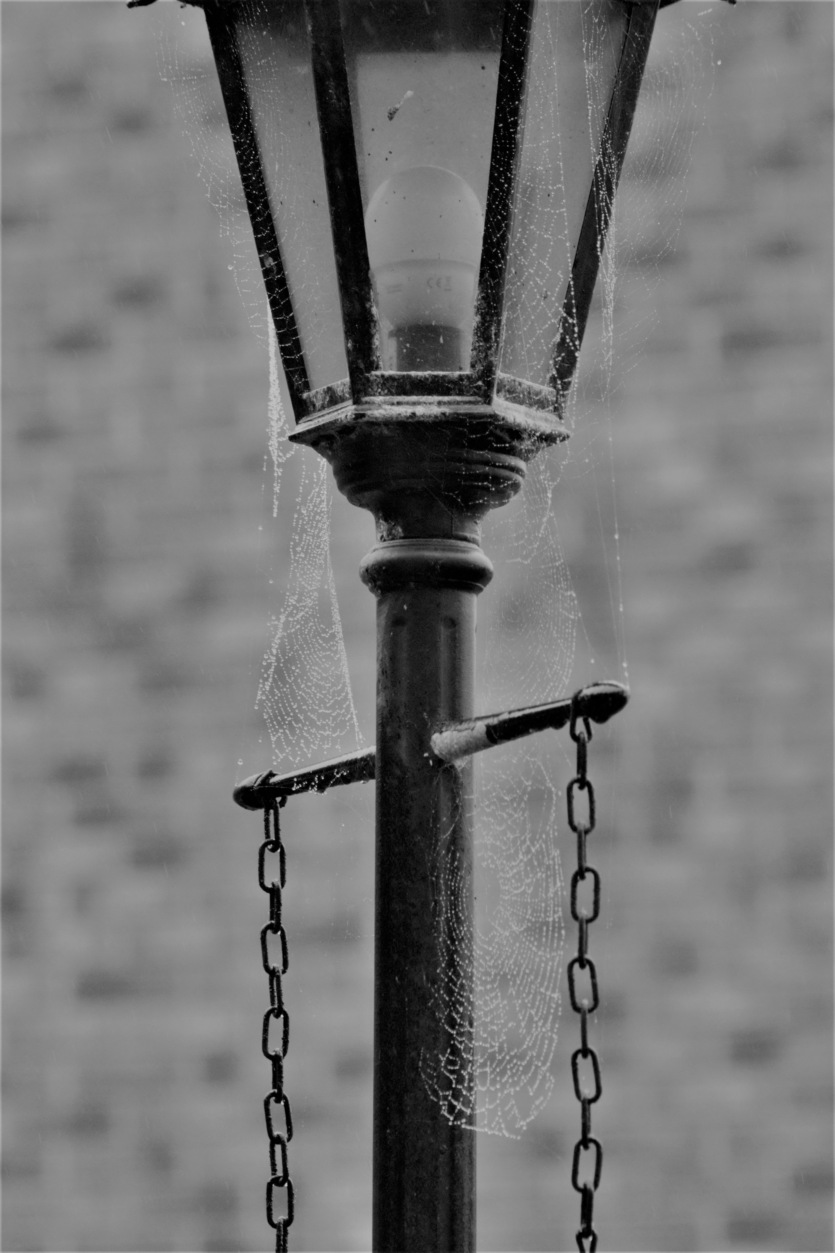 Cobwebbed Lantern: A Monochrome Moment of Light and Quiet