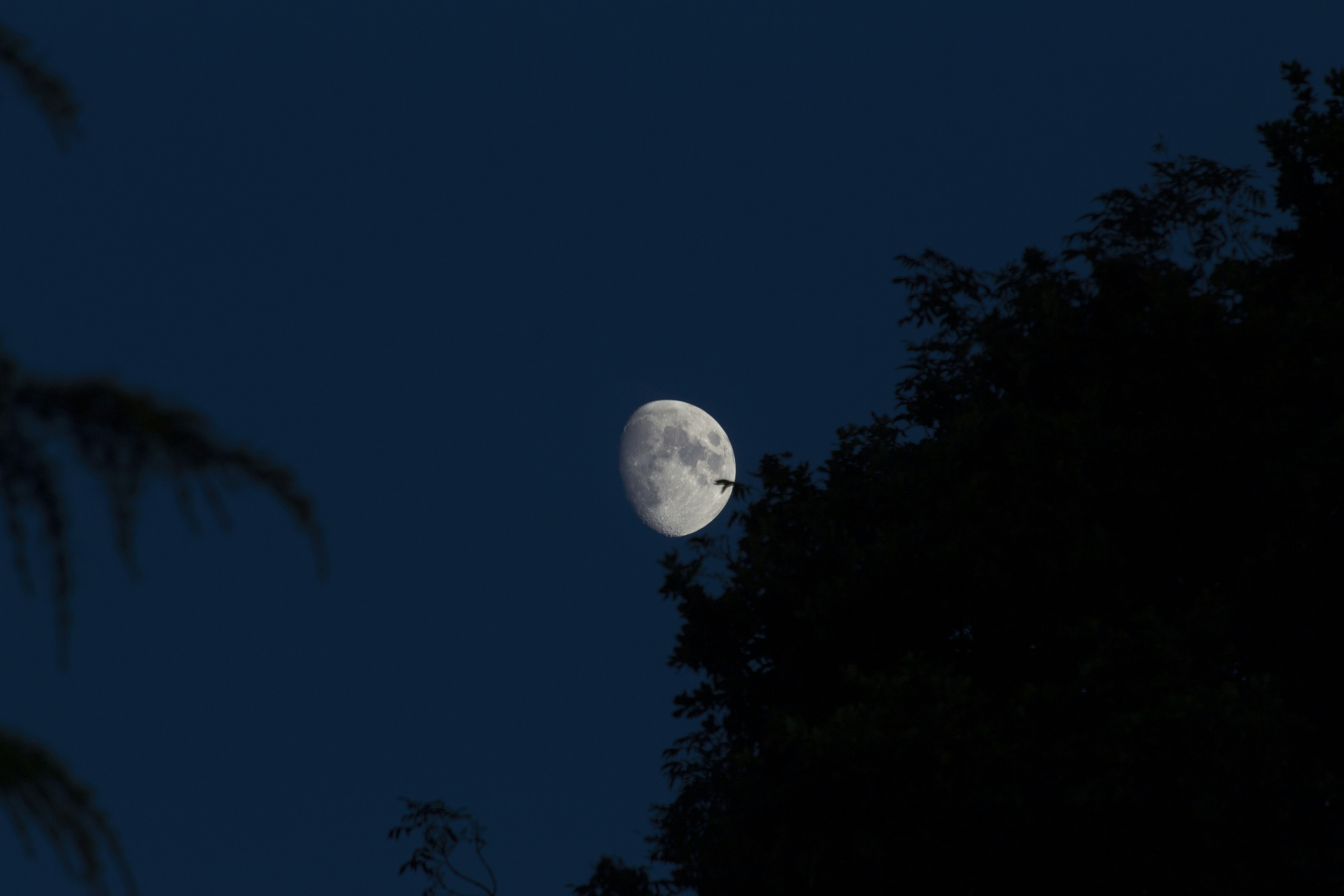 Full moon over trees during night time photo – Free Grey Image on Unsplash