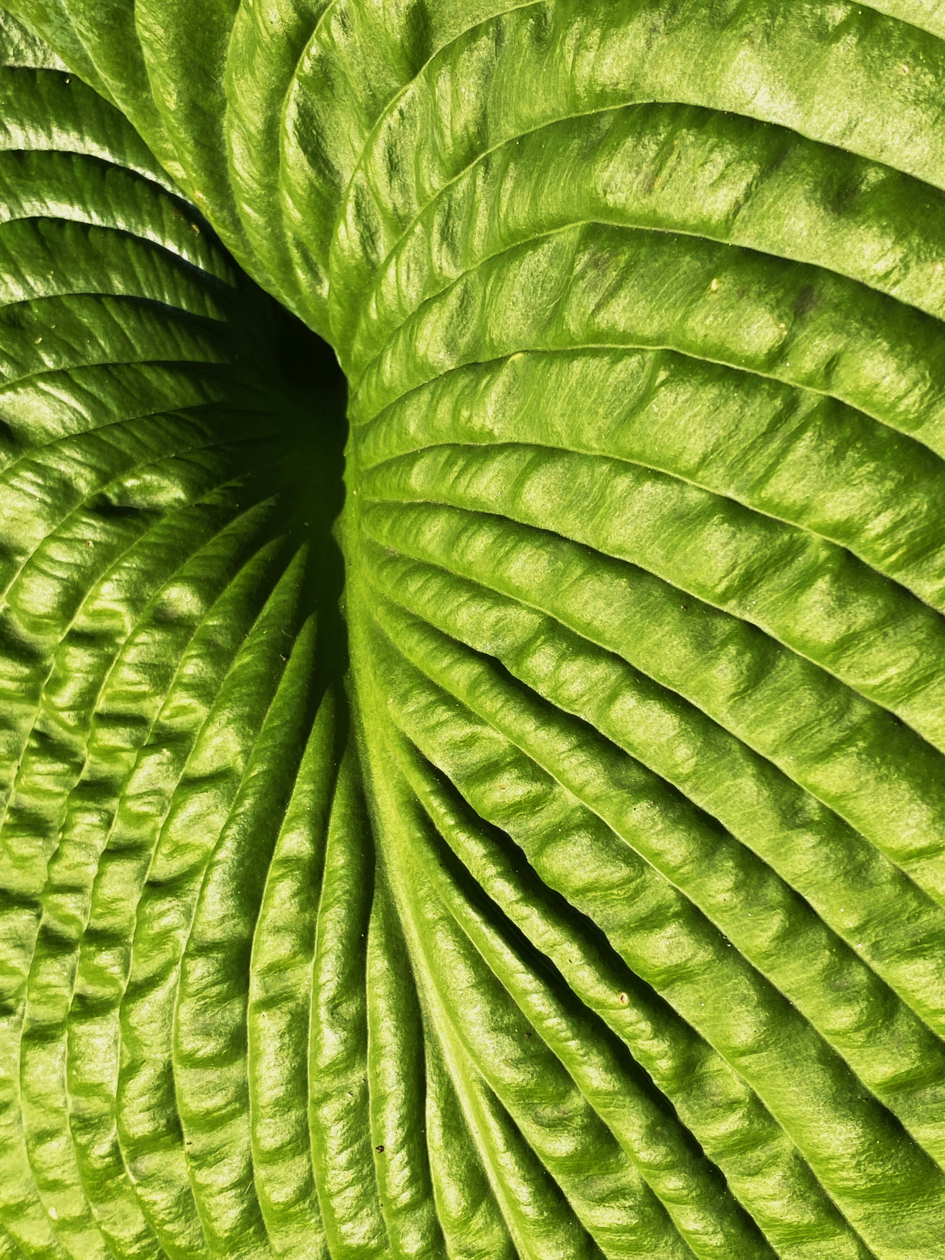 Close-up of a vibrant green leaf showcasing intricate patterns and textures. The natural lines create a mesmerizing visual flow.