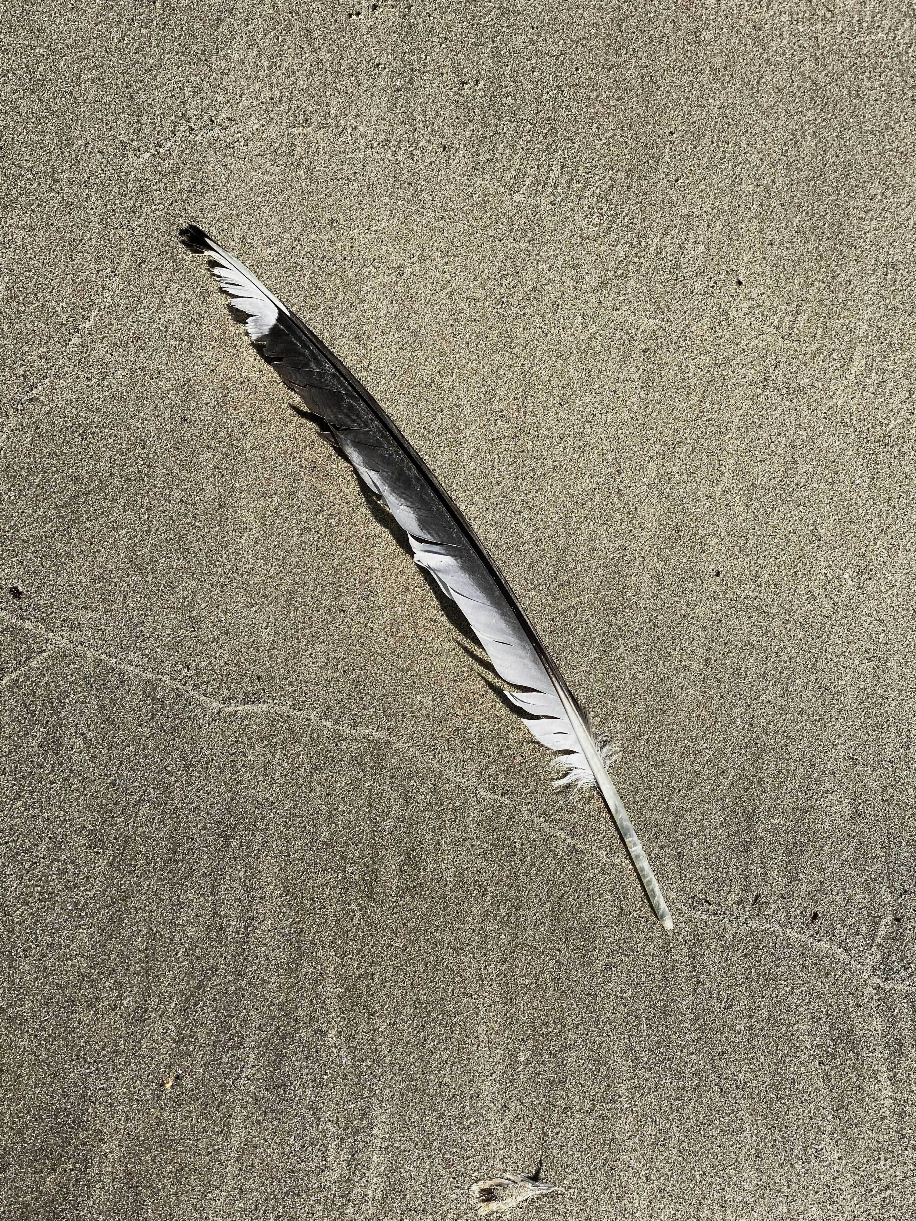 Delicate feather resting on fine sand, showcasing the textures and patterns of both elements. Natural composition highlights the simplicity of beach life.