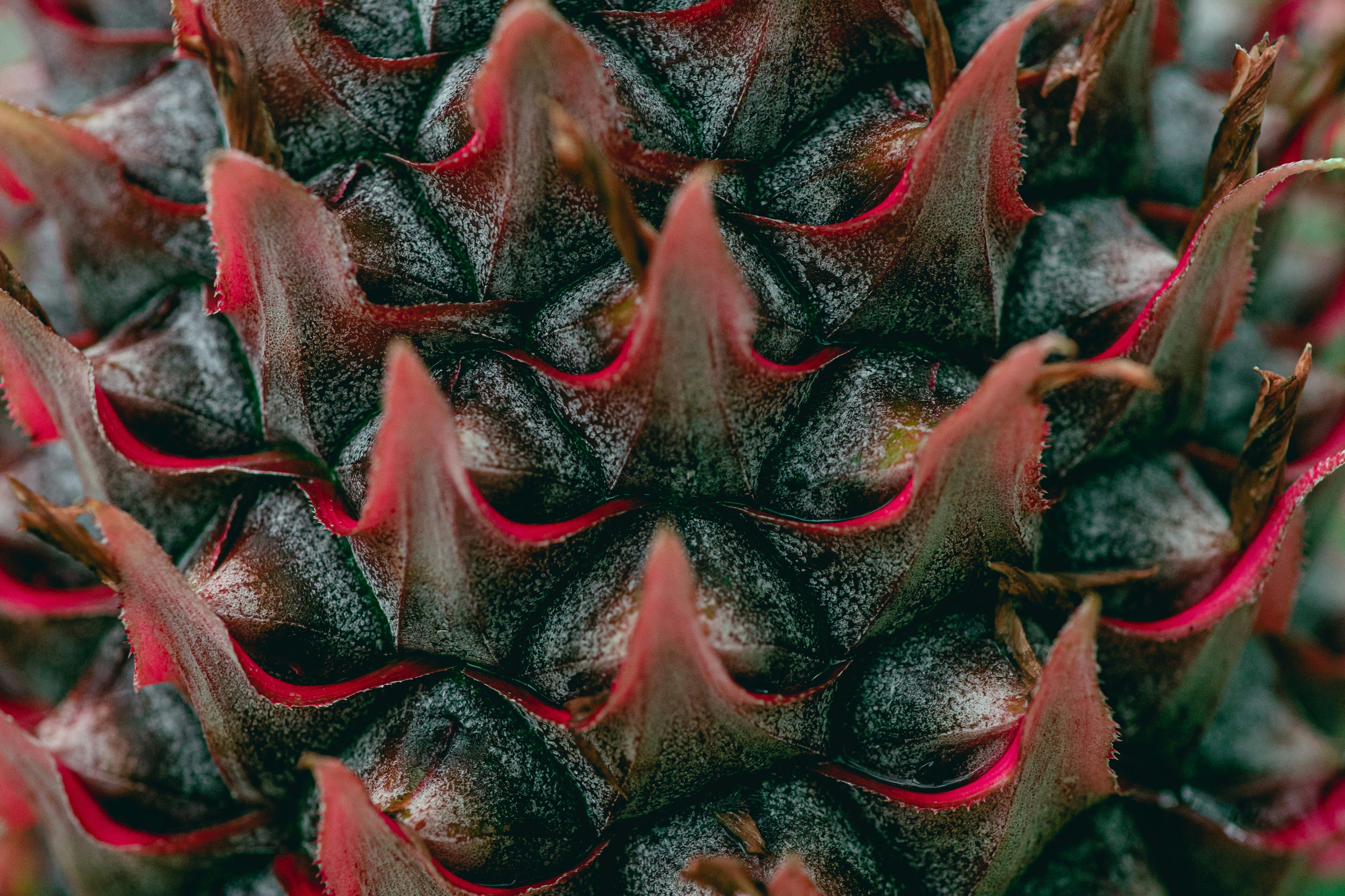 Frost-Kissed Scales: Macro Portrait of Red-Edged Armor
