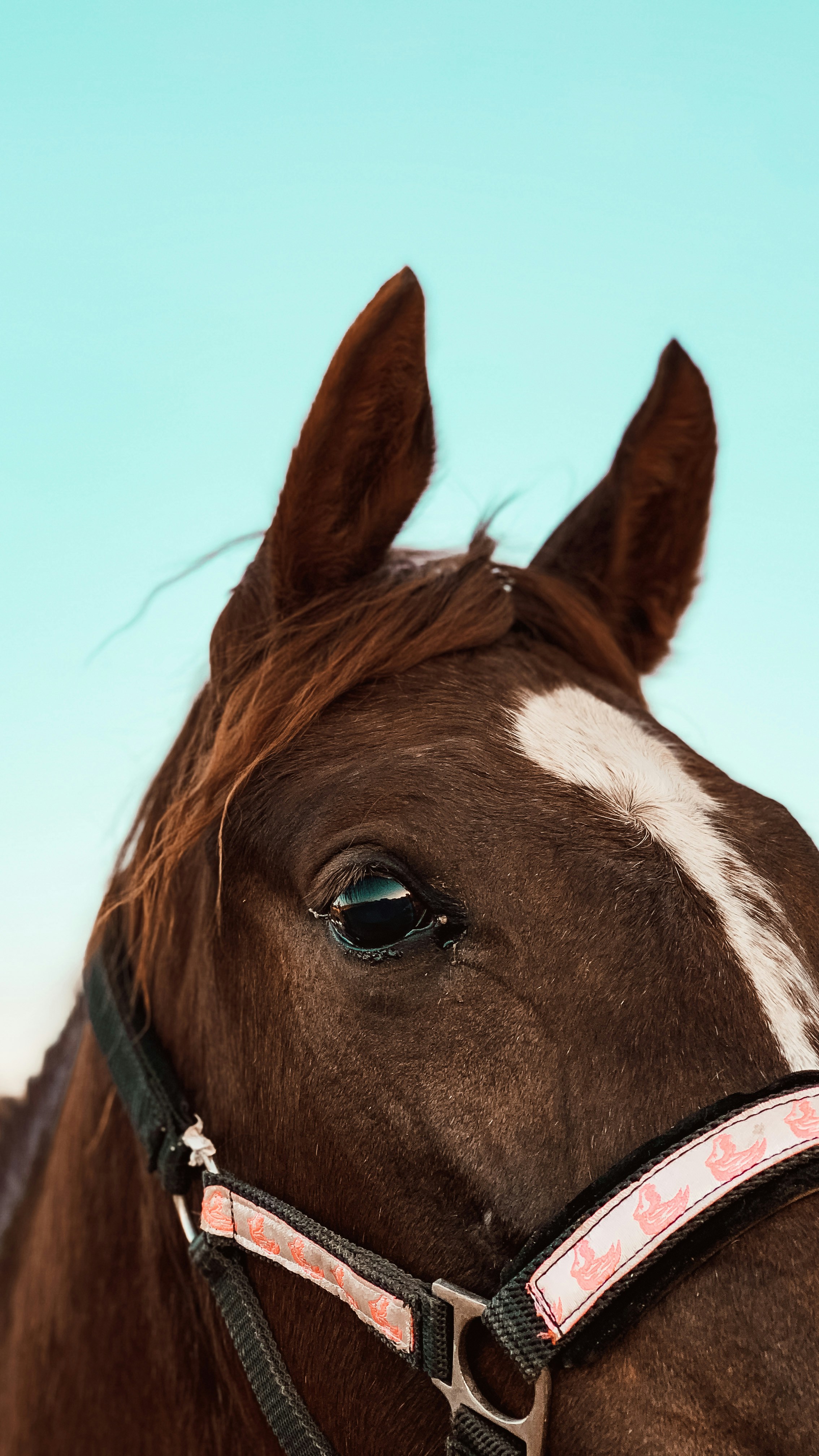 Close-up of a horse's head showcasing its expressive eye and distinctive bridle against a clear blue sky.