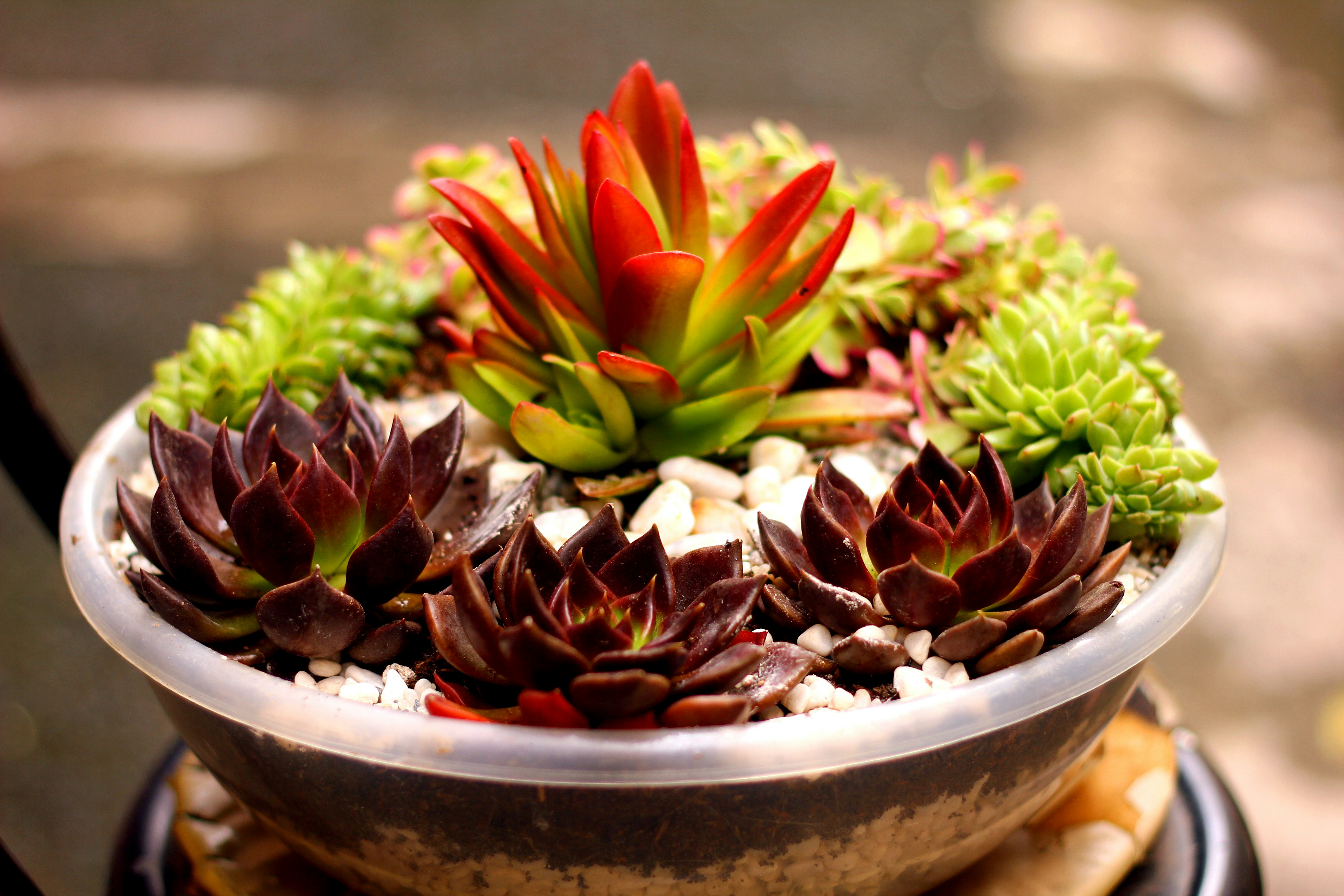 Succulent Spotlight: A Burst of Color in a Round Pot