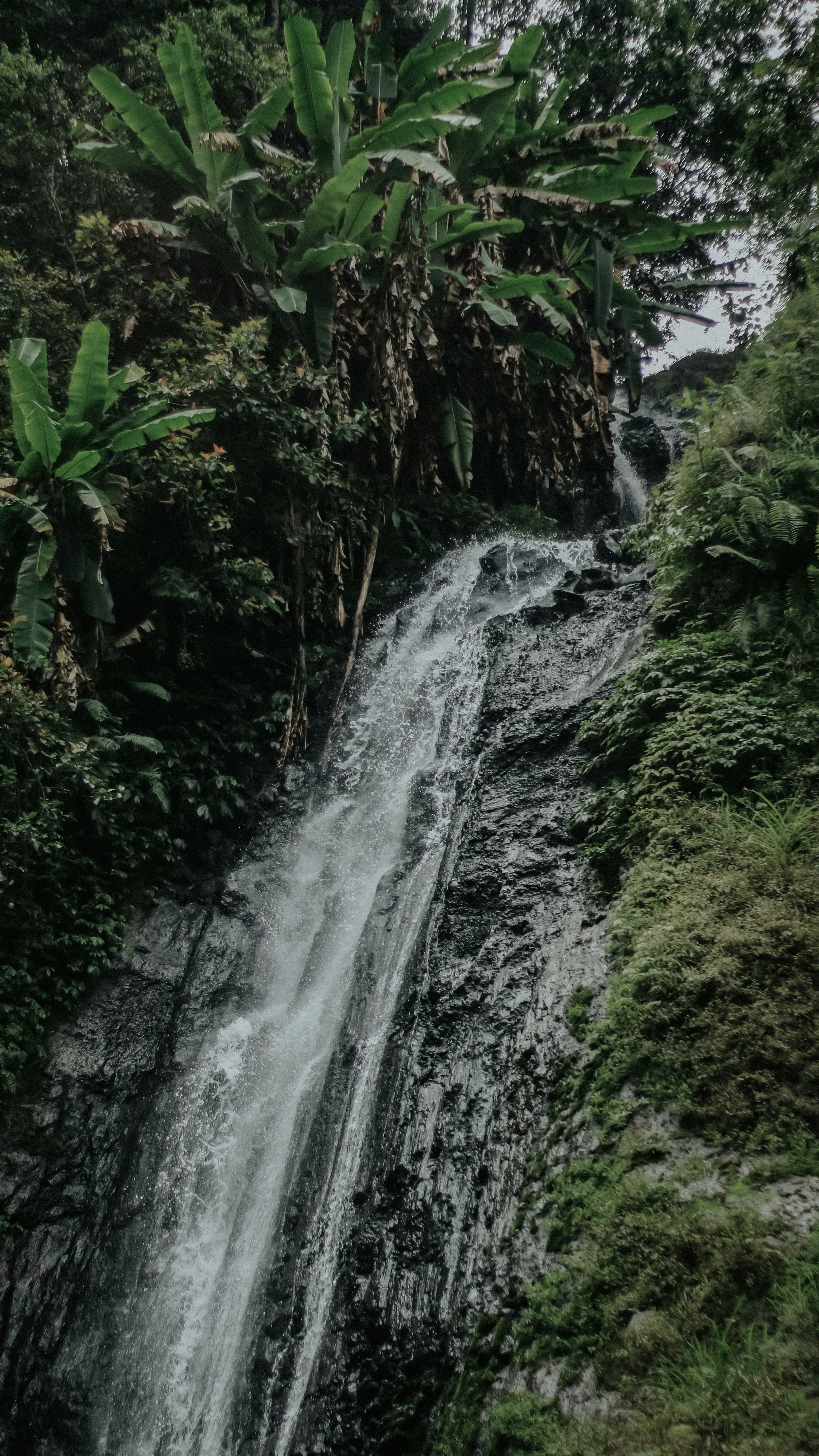 Water falls in the middle of green plants photo – Free Nature Image on ...