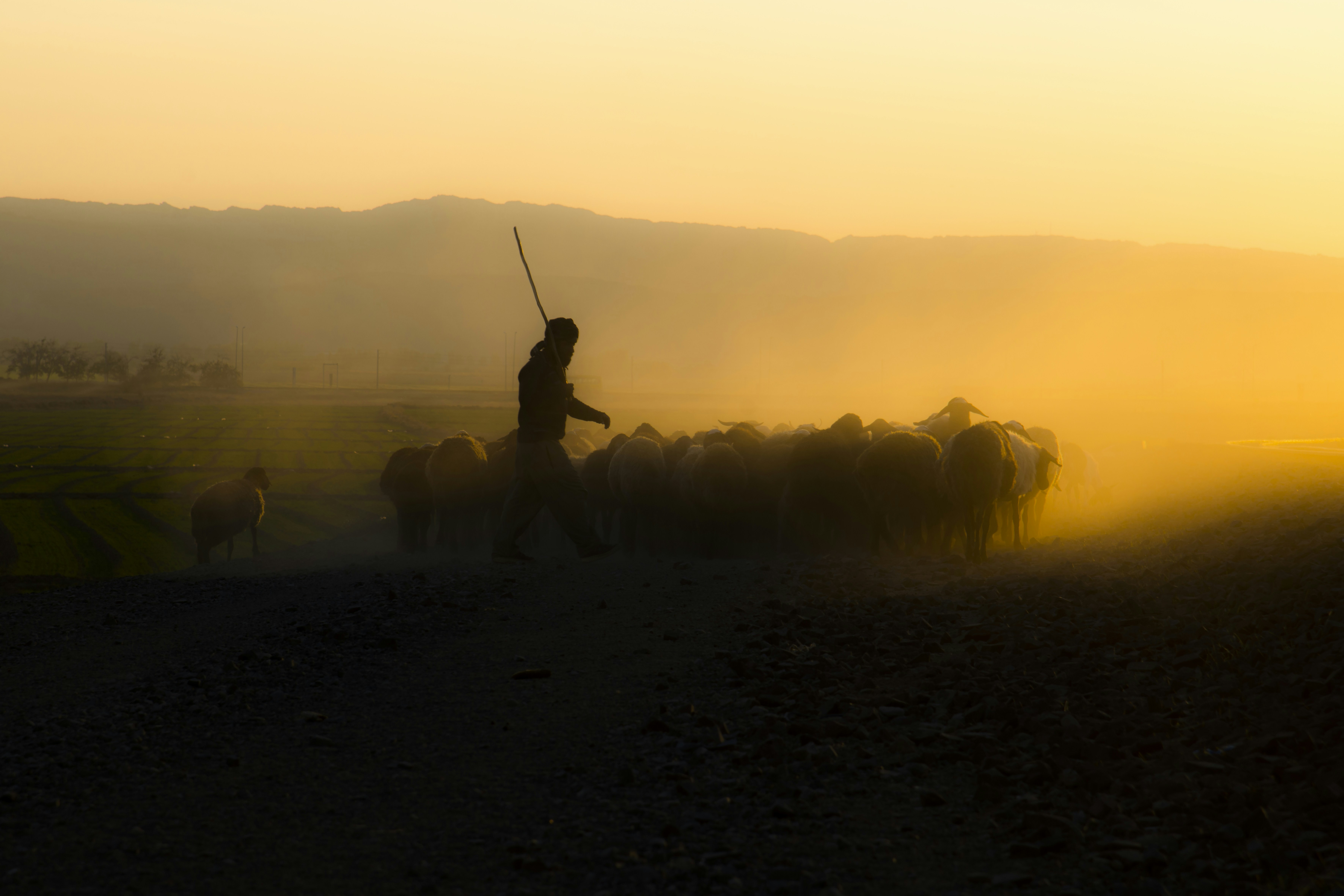 Dusk Herding: Silhouette Under a Gilded Dust Cloud