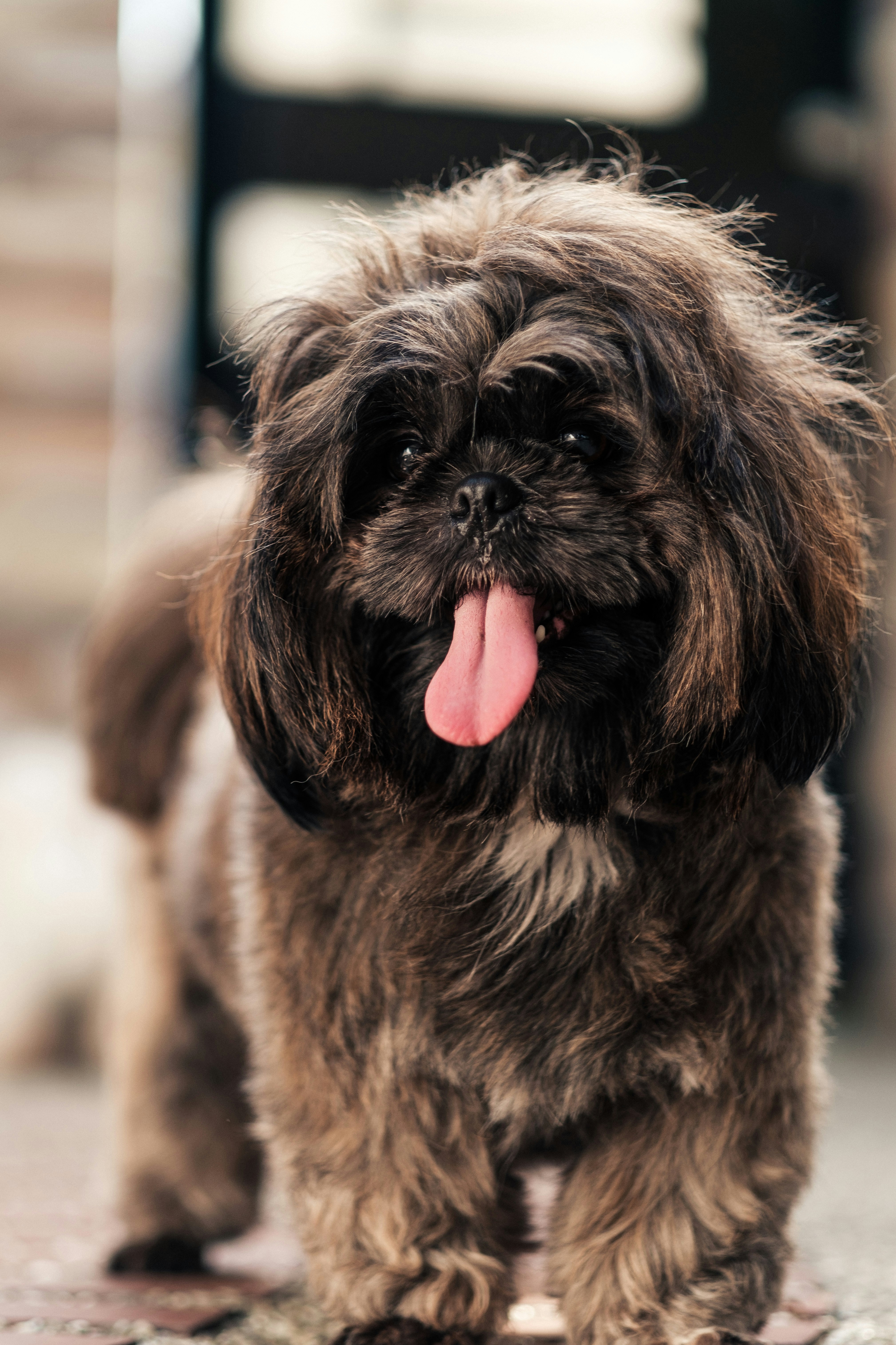 A Shih Tzu puppy named Hannah. 🐾