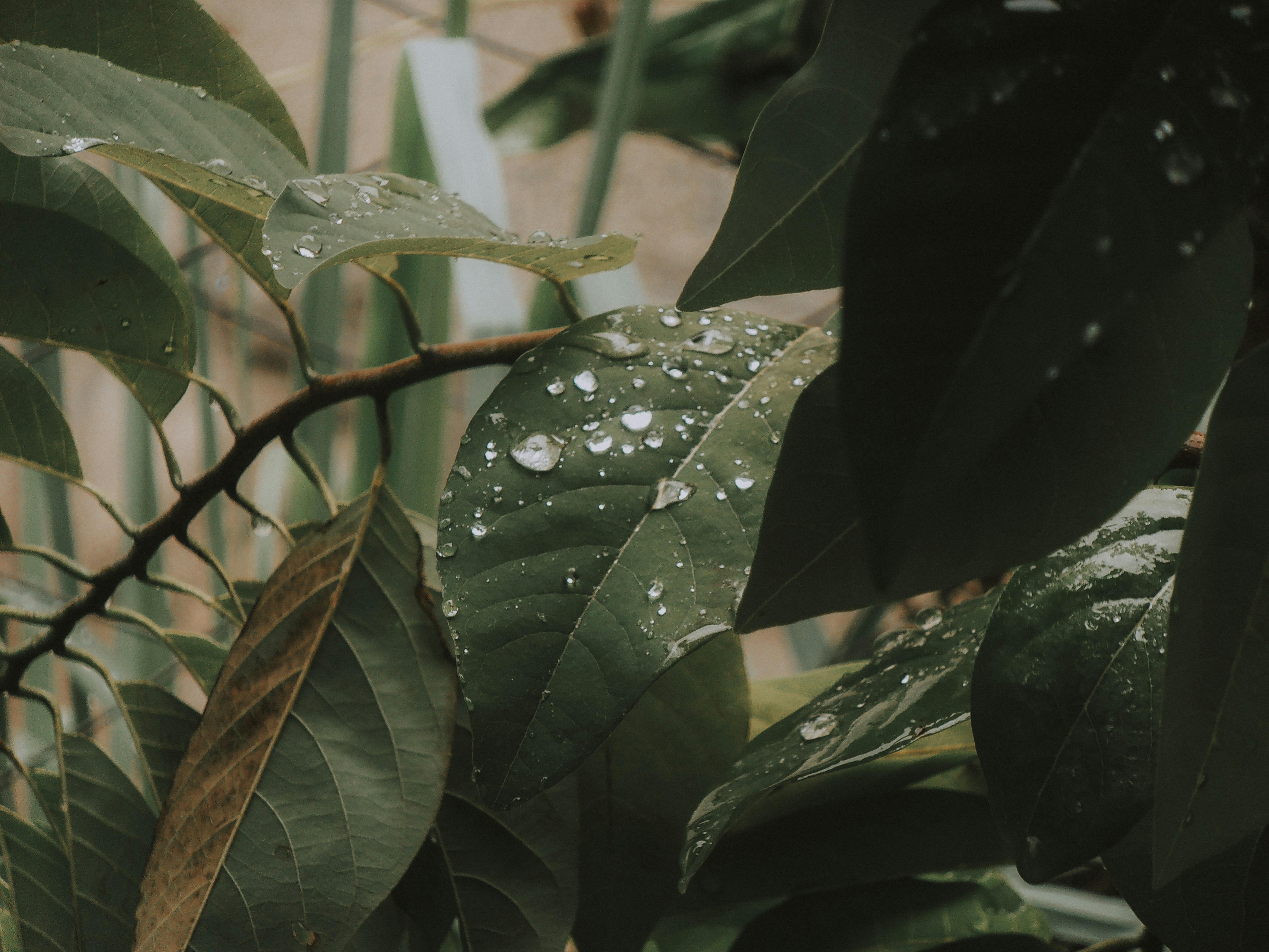 Close-up of lush green leaves adorned with glistening water droplets, showcasing the beauty of nature after rainfall.