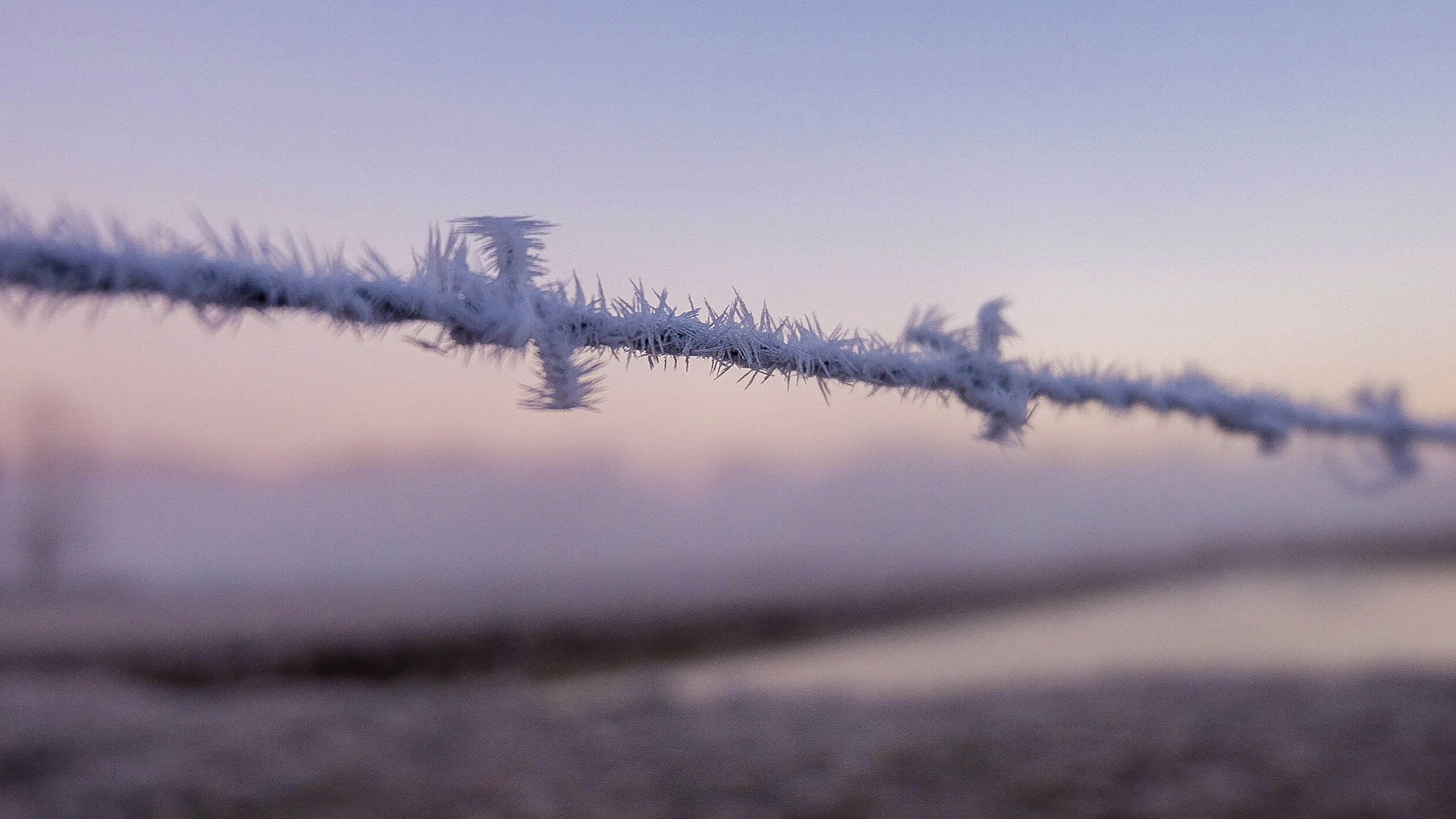 Barbed wire coated in frost against a soft pastel sky at dawn. The scene evokes a serene yet stark winter landscape.