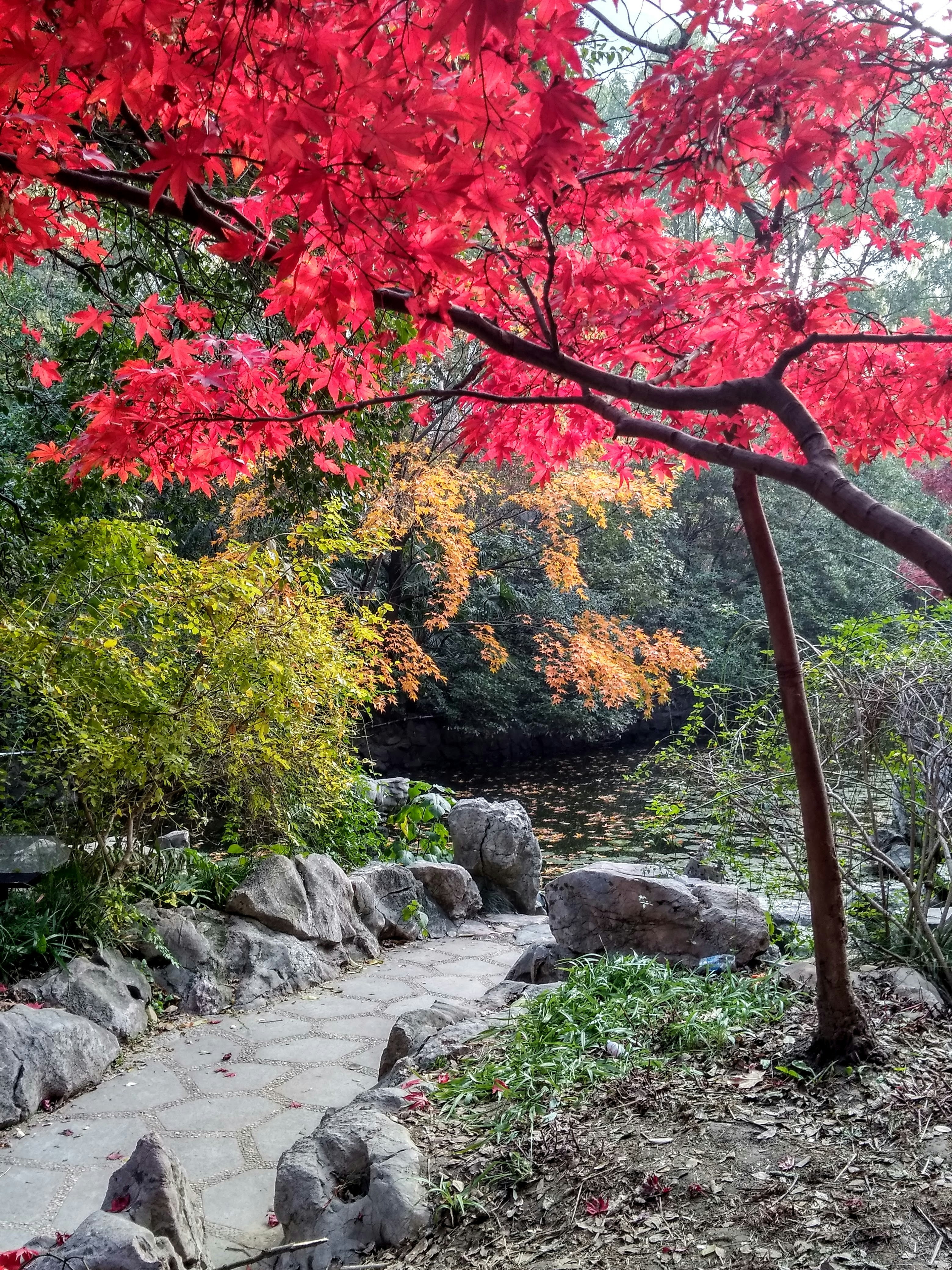 A winding stone path surrounded by vibrant red and orange leaves leads to a tranquil pond, framed by lush greenery.