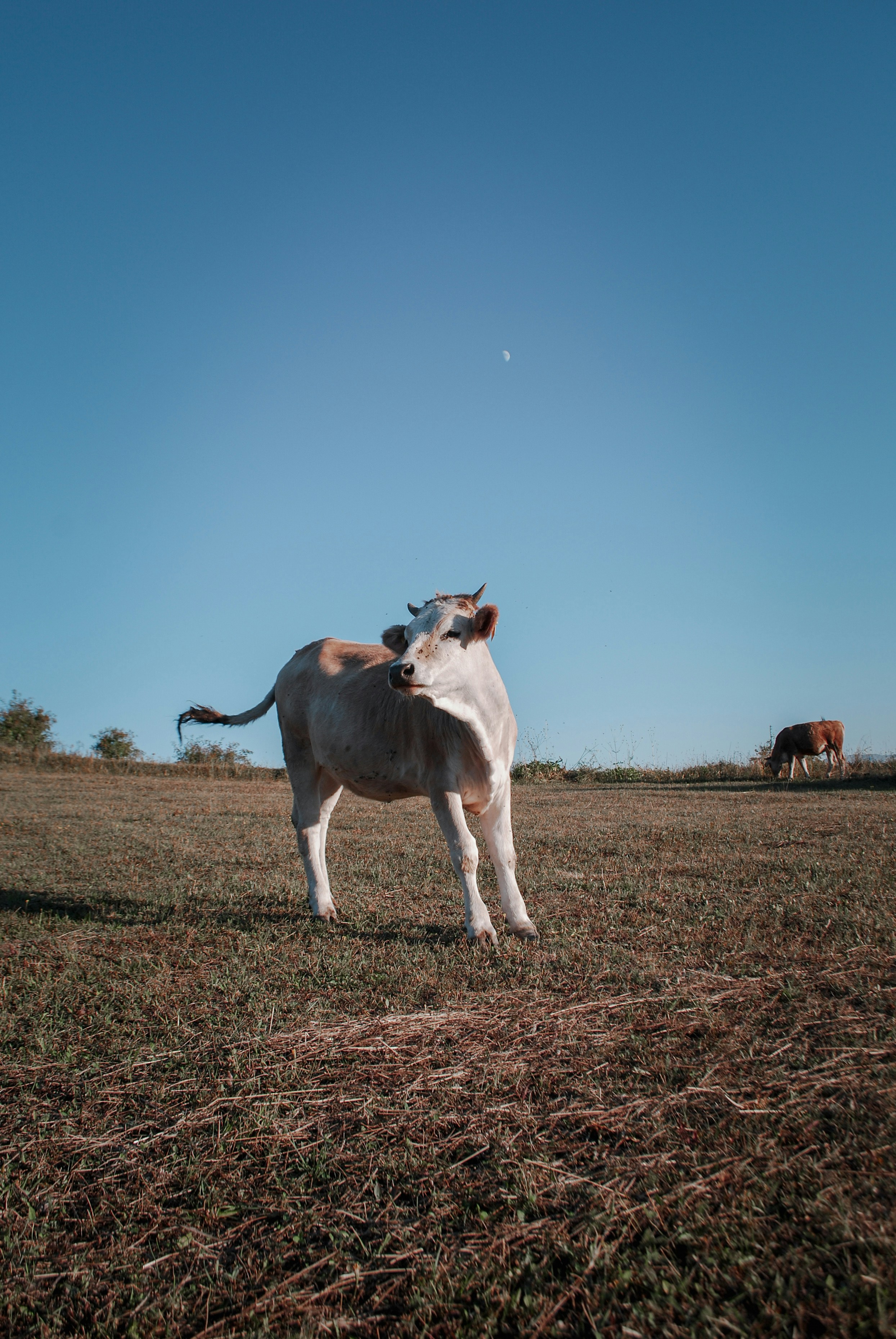 brown and white cow on brown grass field during daytime