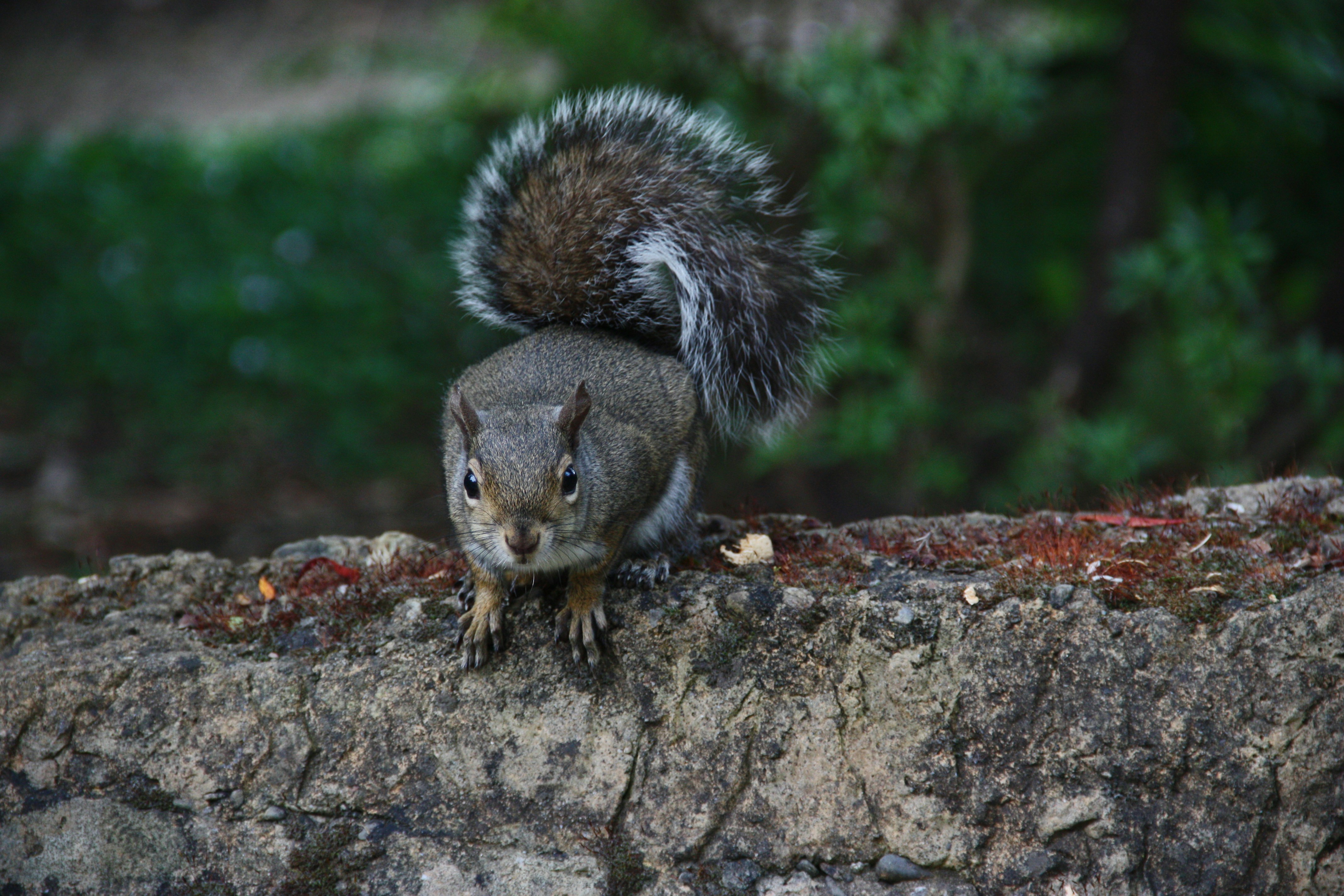 A curious squirrel perched on a moss-covered log, its fluffy tail raised in alertness. The natural surroundings create a vibrant backdrop.