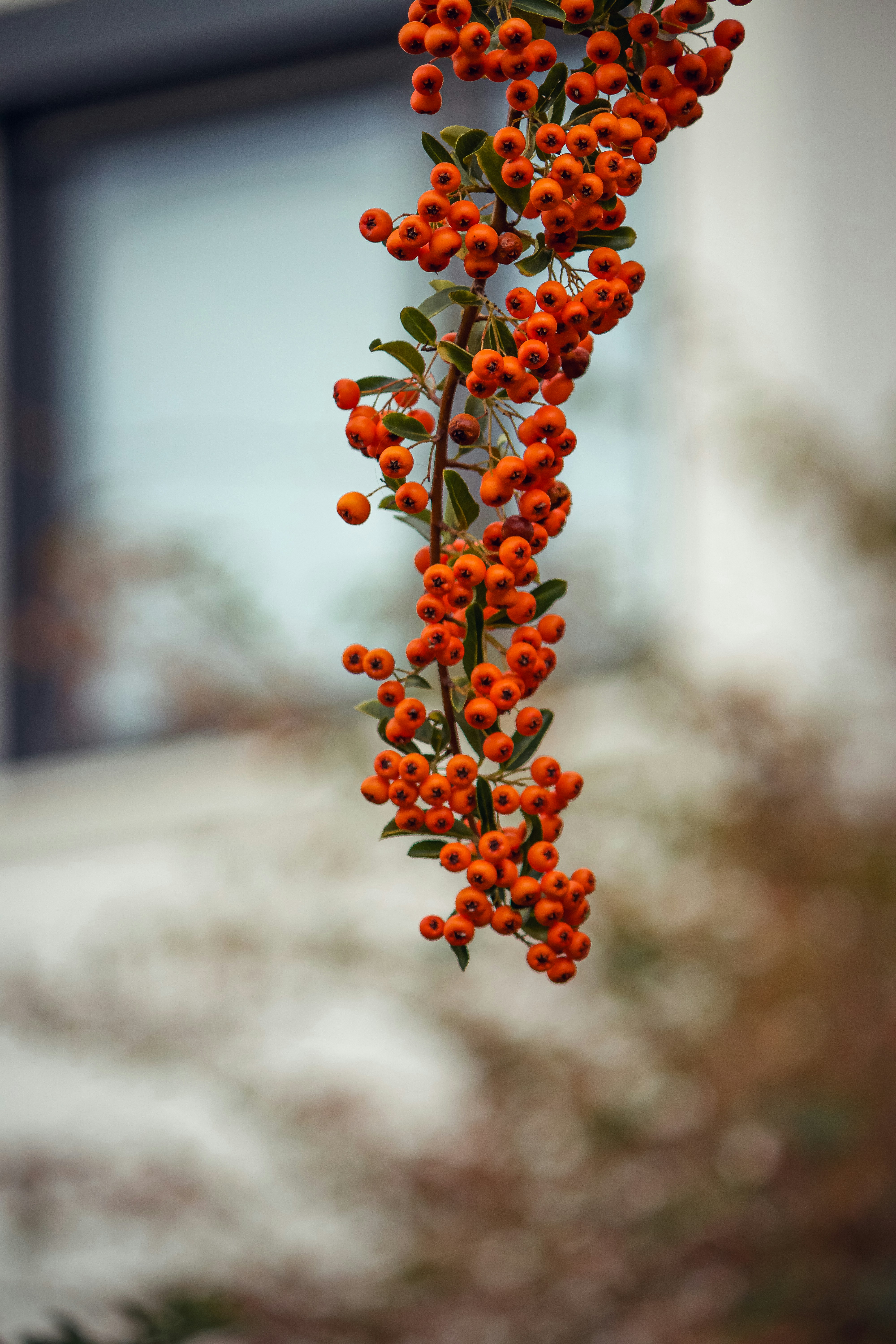 Fruits ronds rouges sur table blanche photo – Photo Plante Gratuite sur ...
