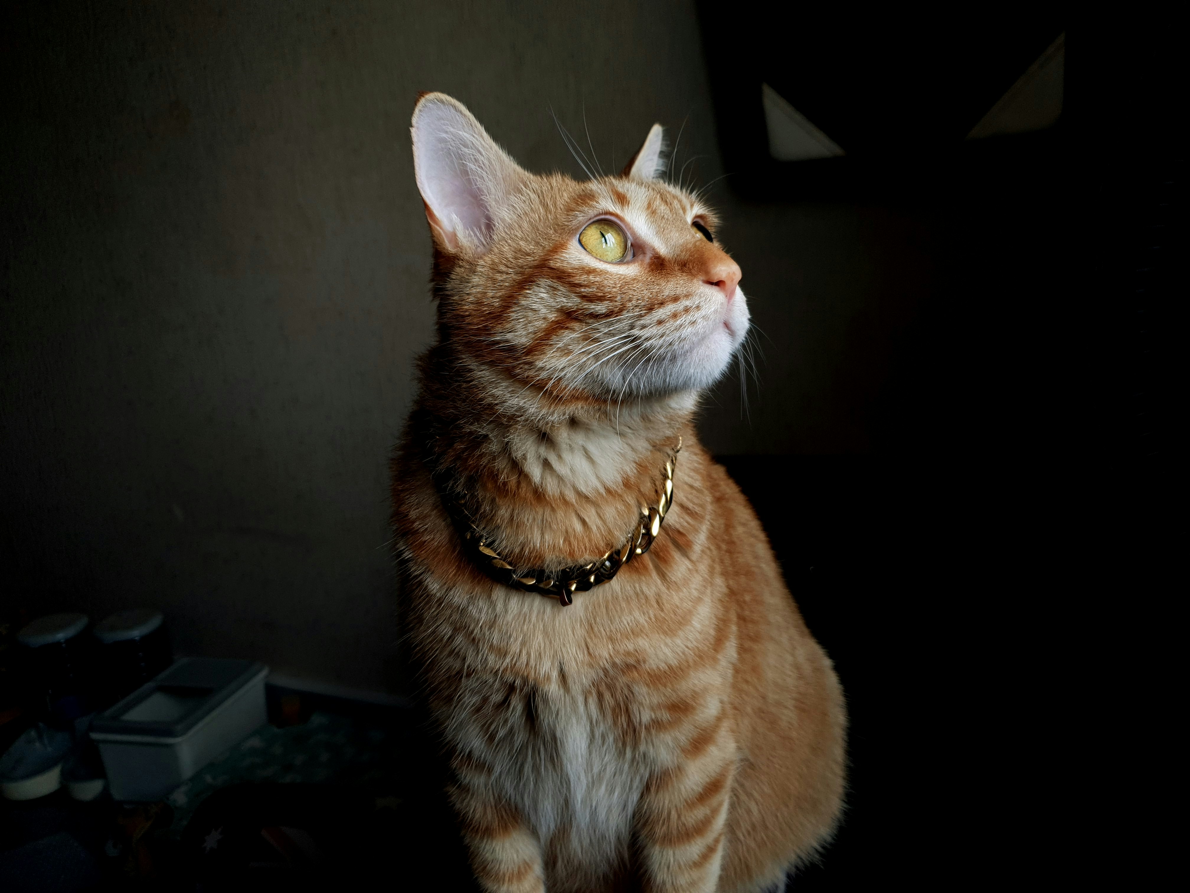 Amber Watcher: a cat’s gaze toward a sunlit corner