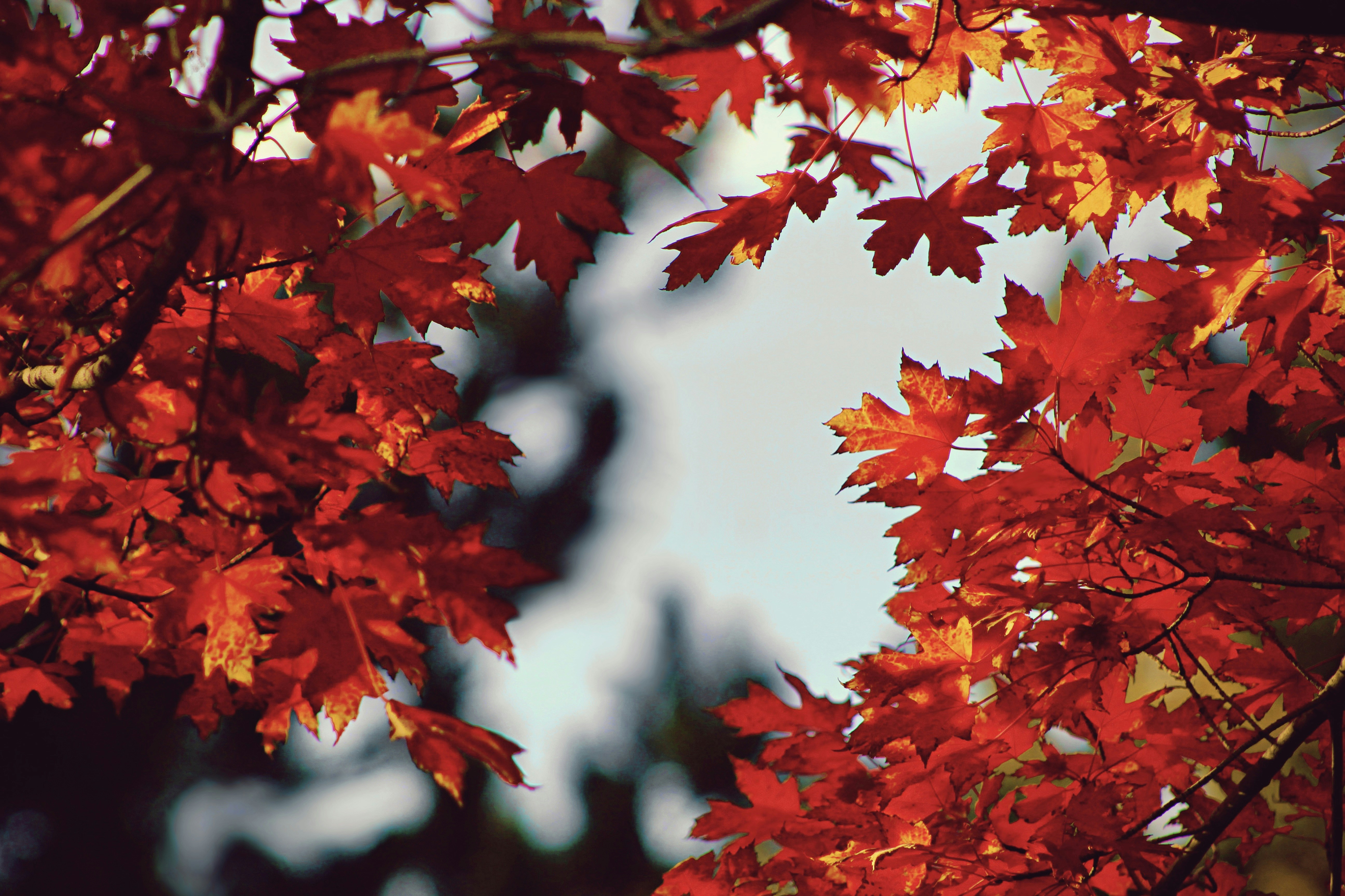 Red maple leaves in tilt shift lens photo – Free Orange leaves Image on ...