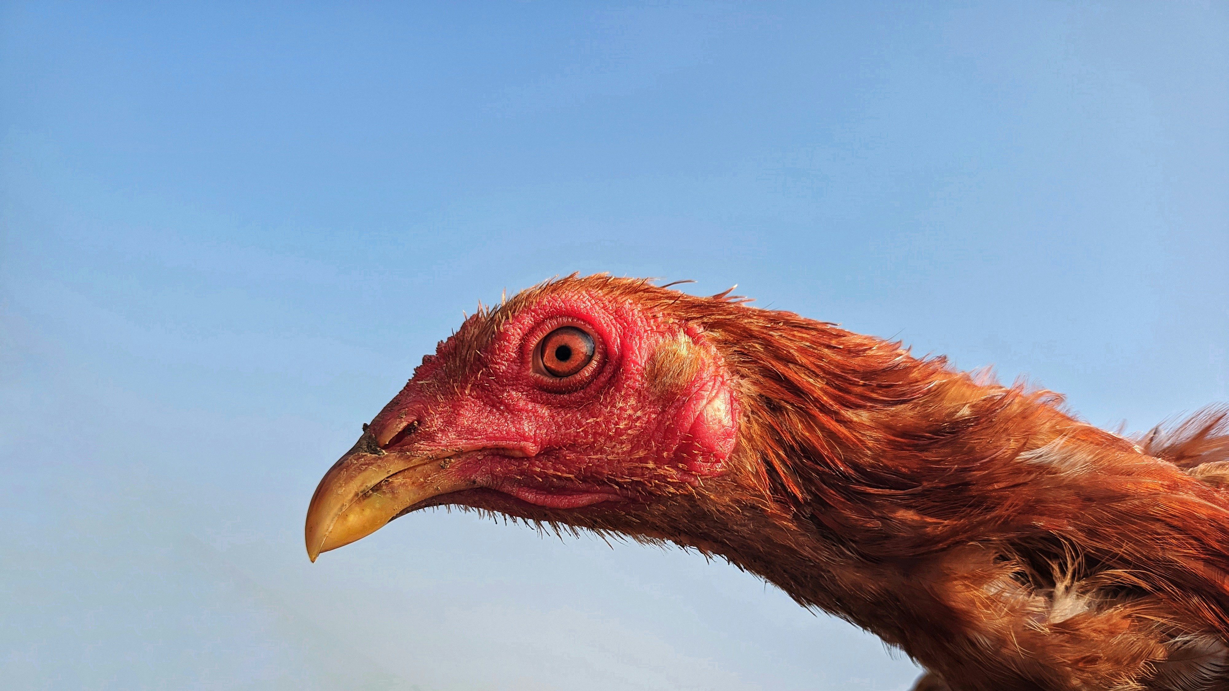 Close-up photograph of a red-feathered chicken's head in profile against a clear blue sky. The detailed eye and beak are the focal point.