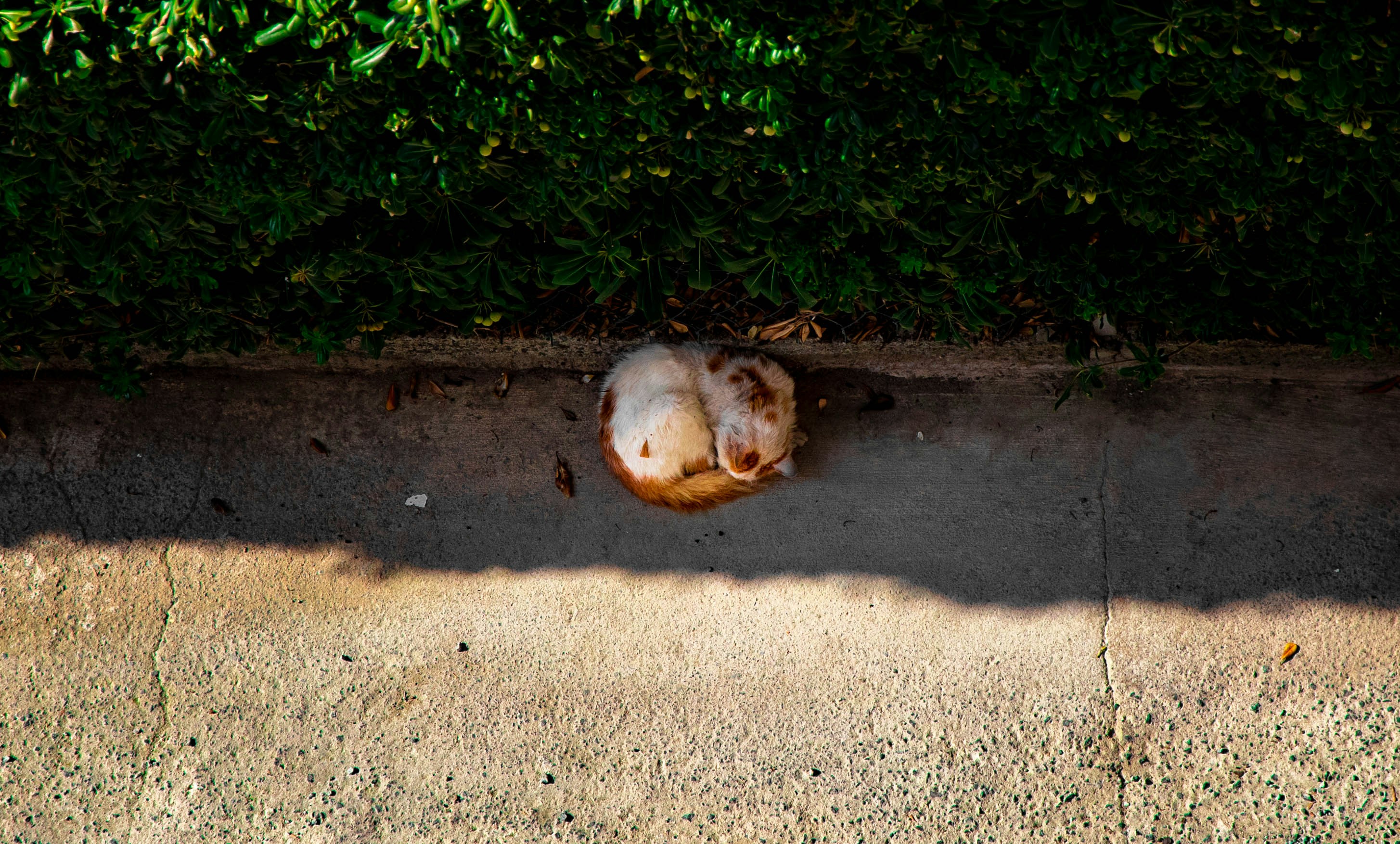 A curled-up cat resting peacefully on a sunlit sidewalk, partially shaded by a lush hedge above.