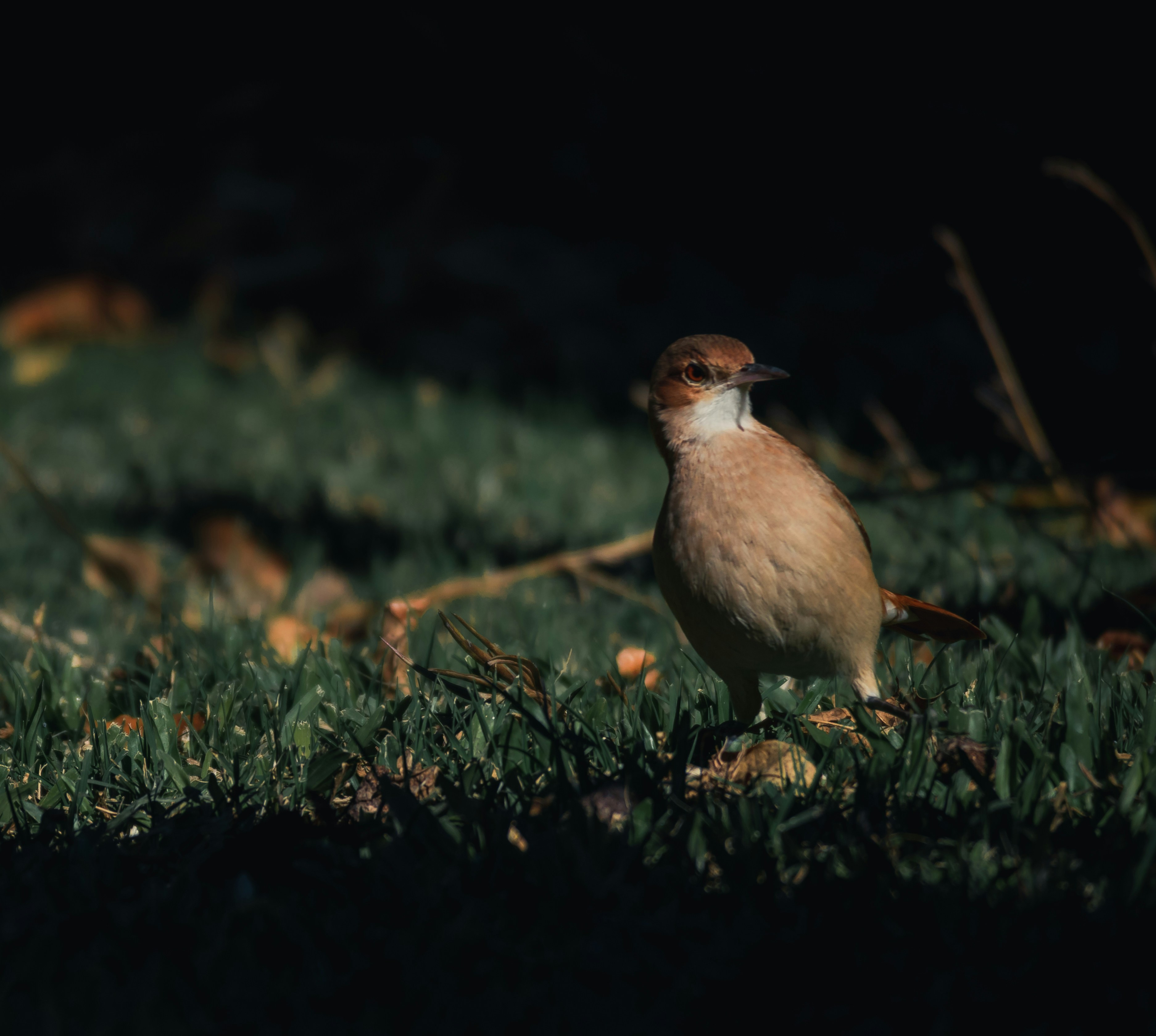 Spotlit Meadow Bird in a Velvet Night