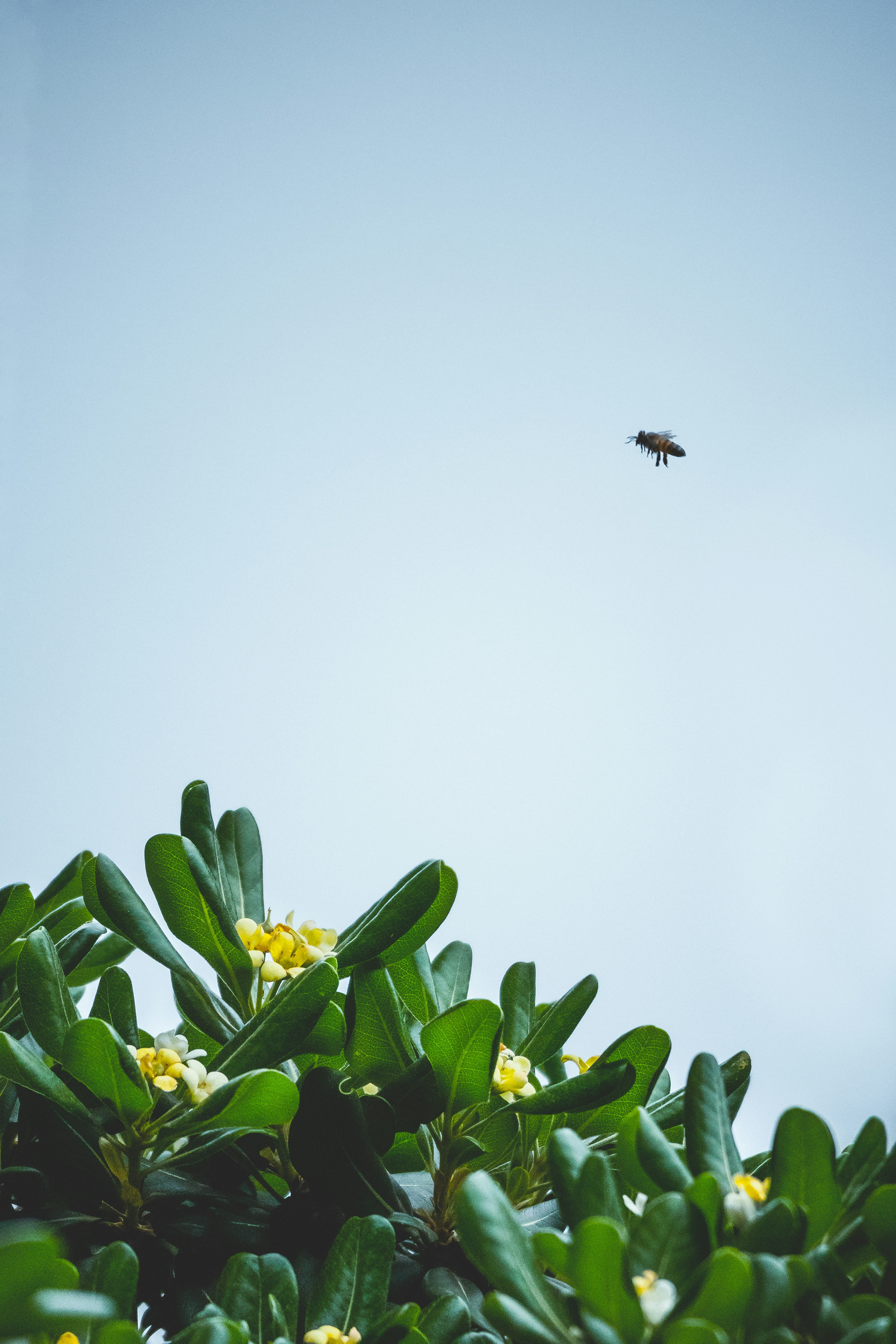 black bird flying over green plant during daytime