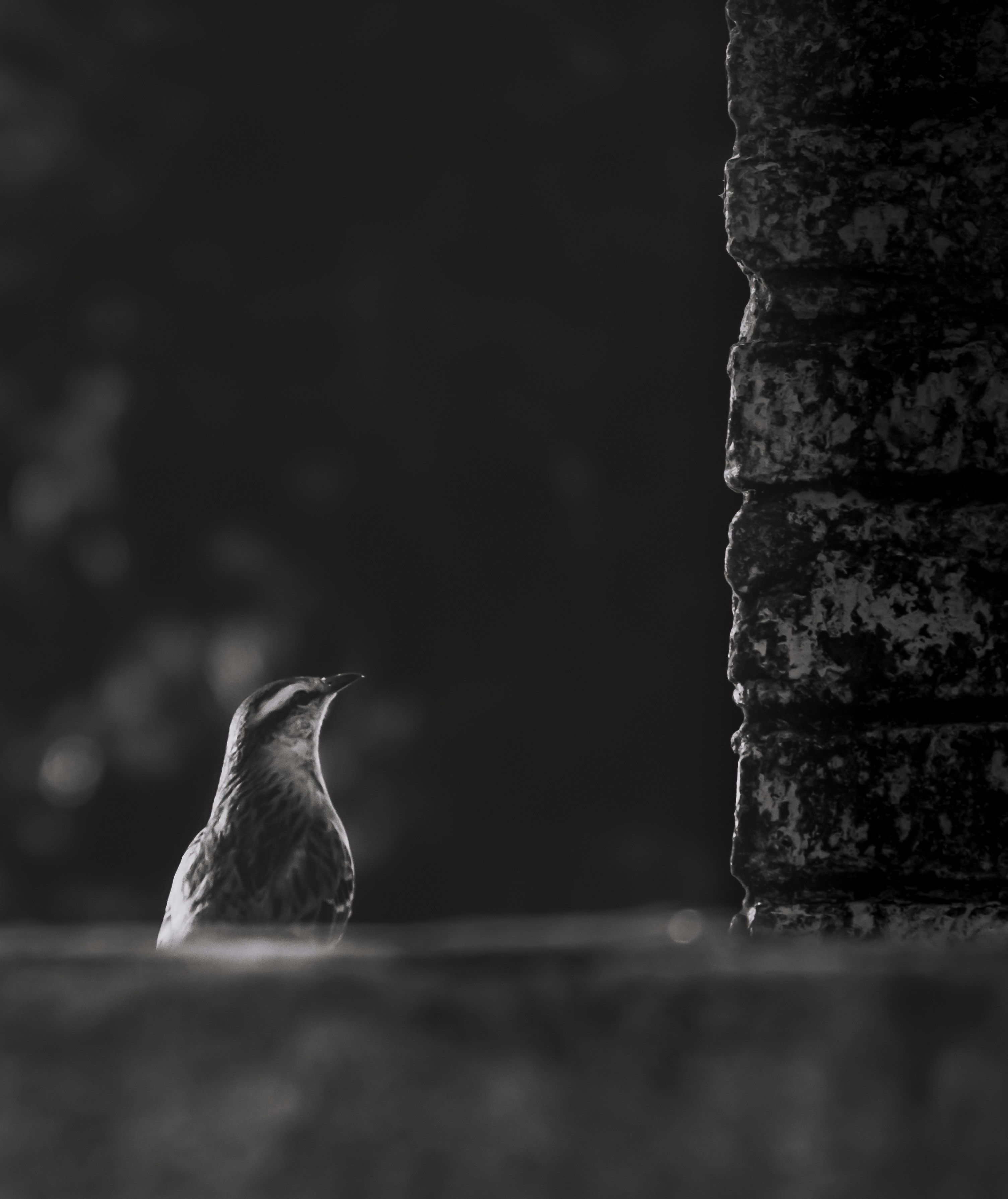 Whisper by the Wall: A solitary bird at the edge of a mossy brick pillar