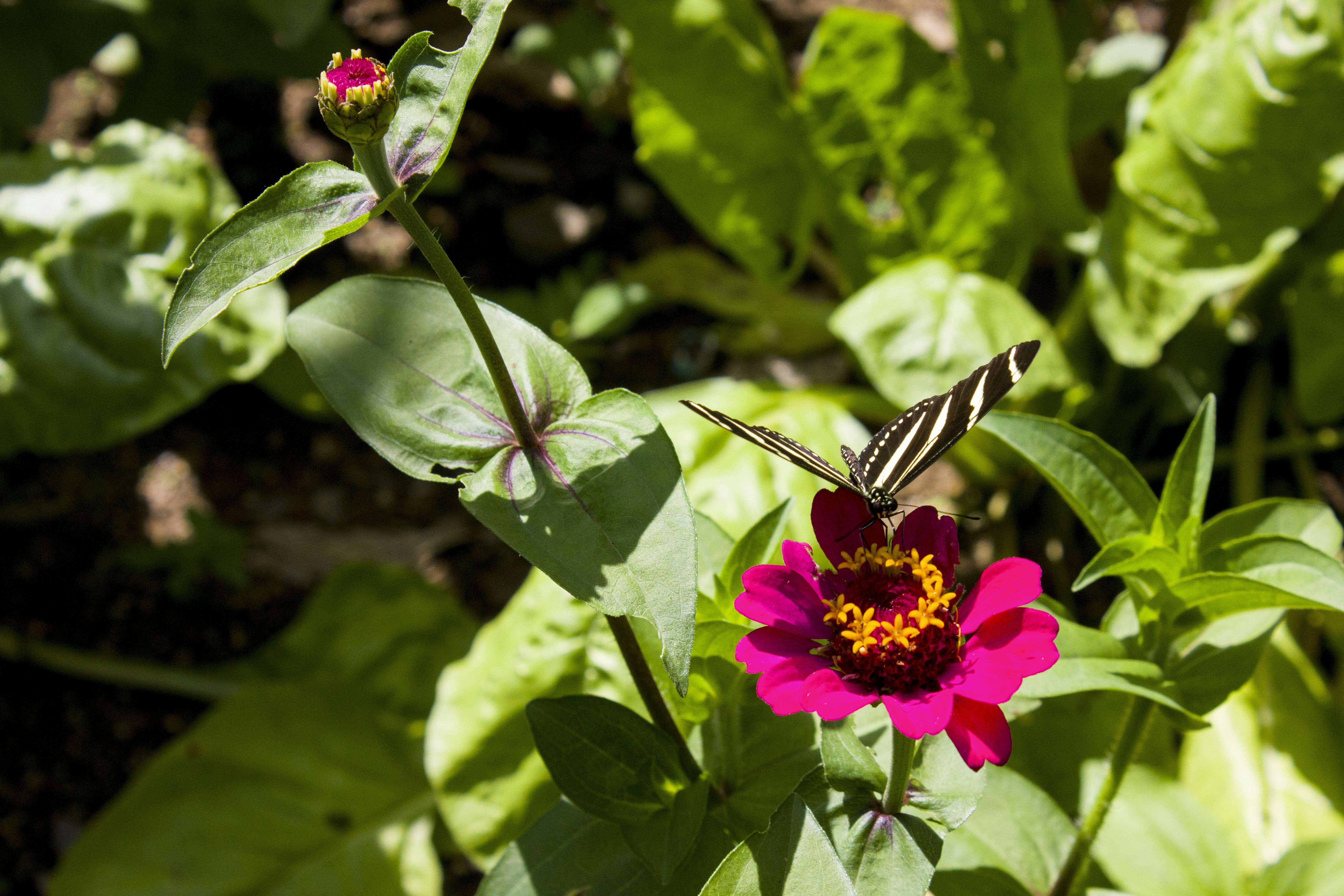 Striped Wings Meet a Magenta Bloom in a Sunlit Garden