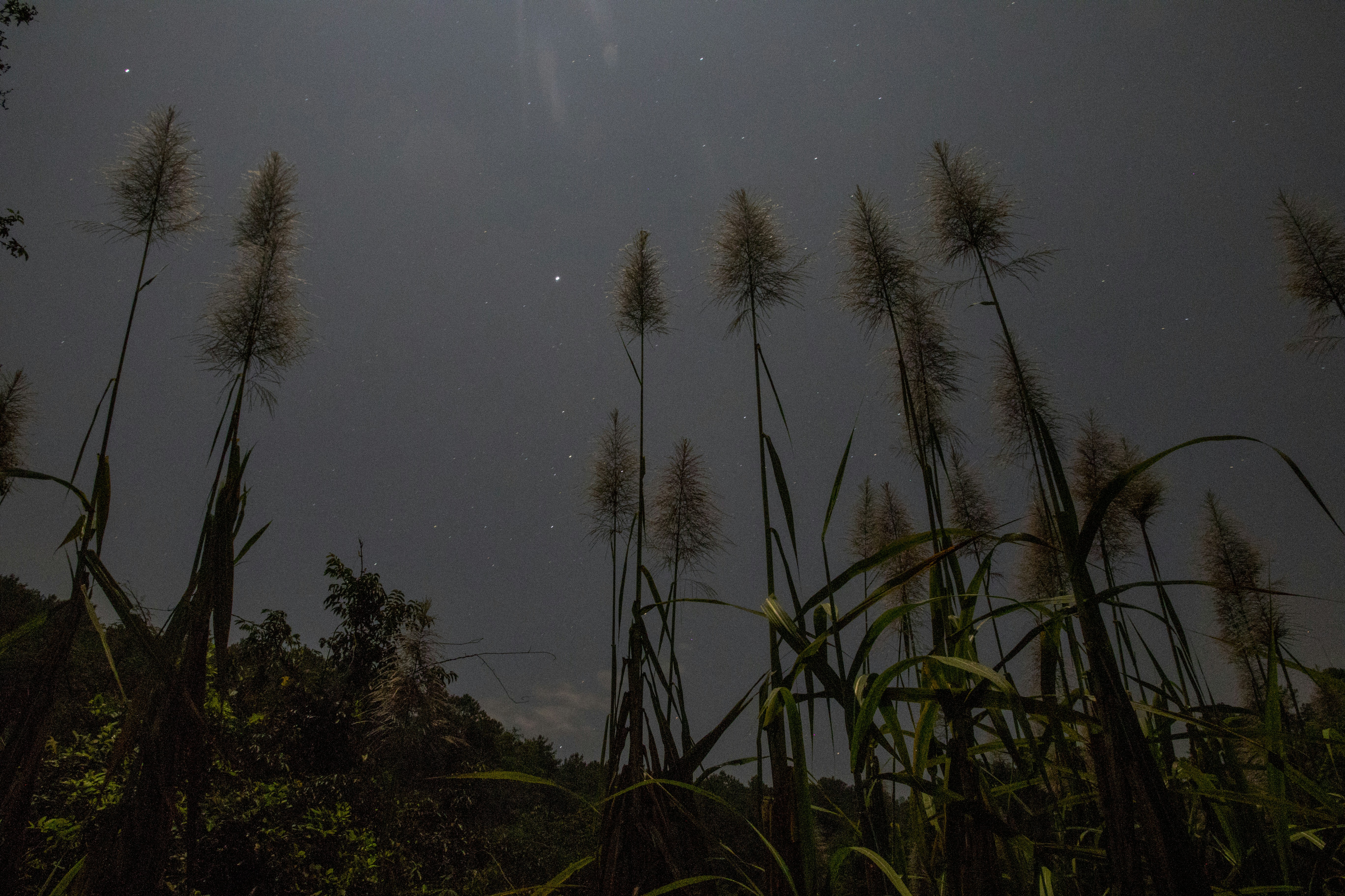 Tall grasses silhouetted against a starry night sky with faint celestial highlights.