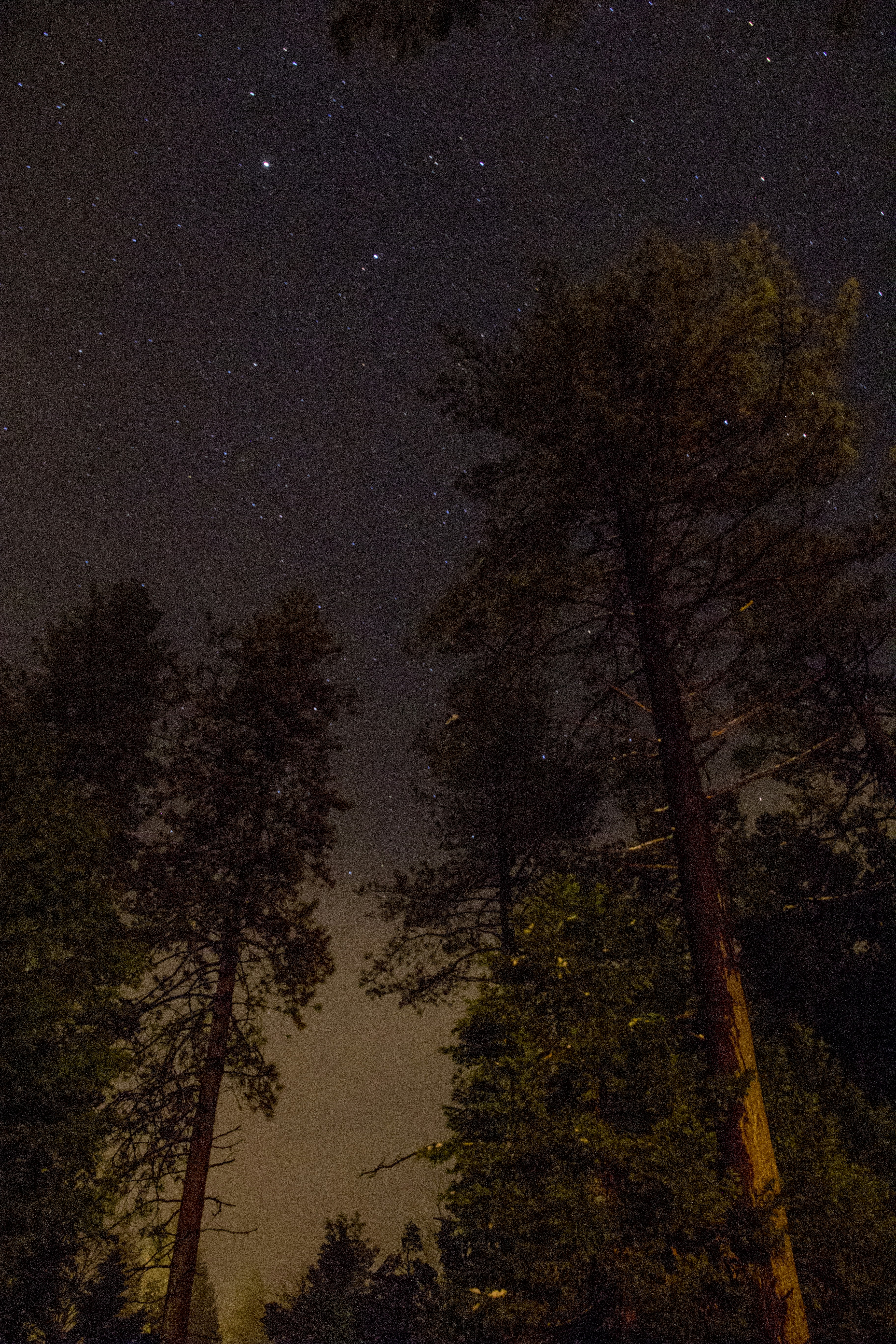 Night Sky Over Silent Pines