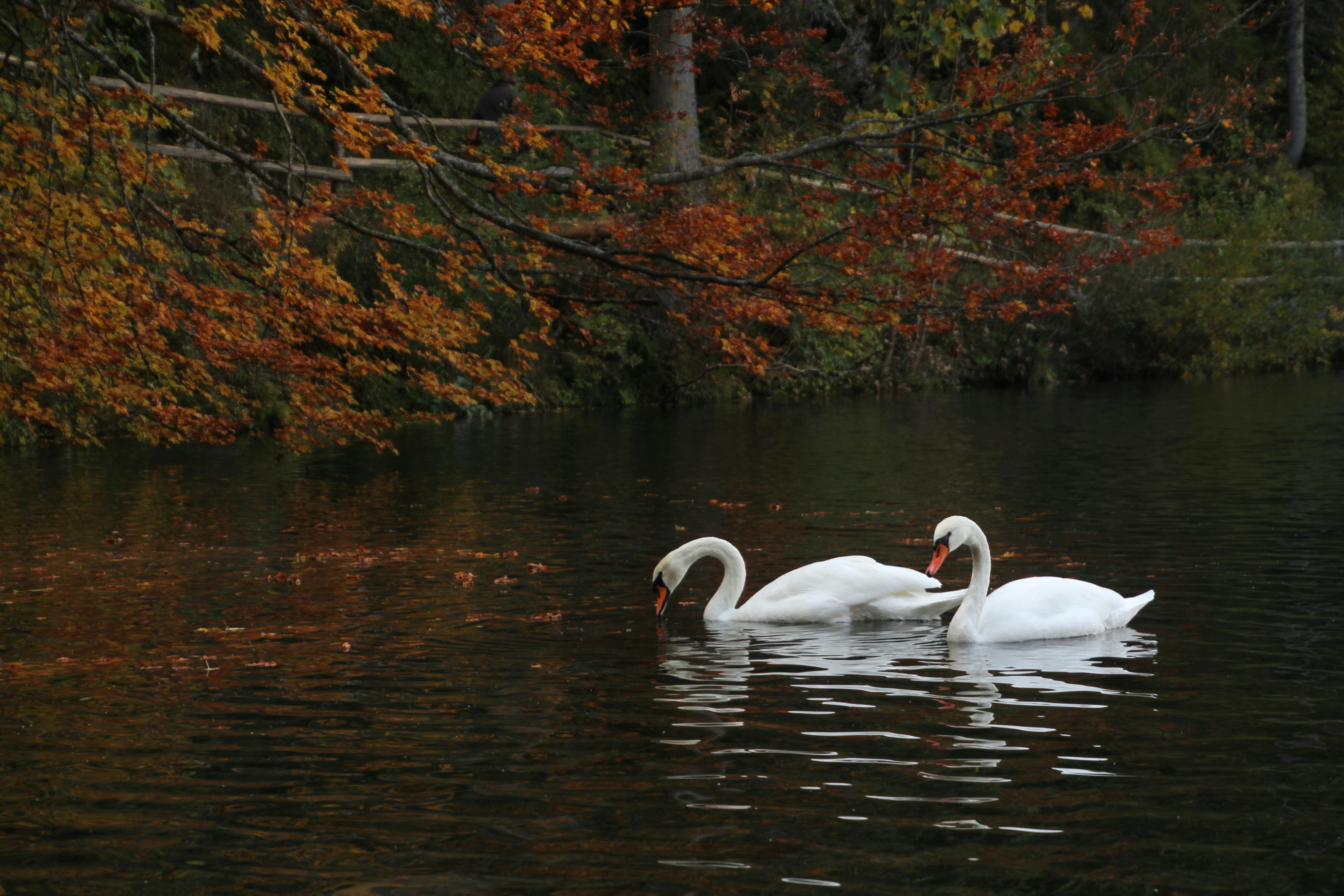 swans swimming in Lake Fusine, Italy 