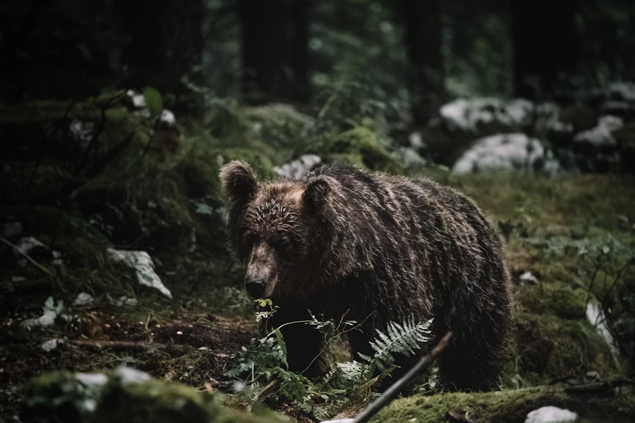 A brown bear stands among moss, ferns, and rocks in a dim forest clearing. Soft light highlights its fur against the shadowy trees.