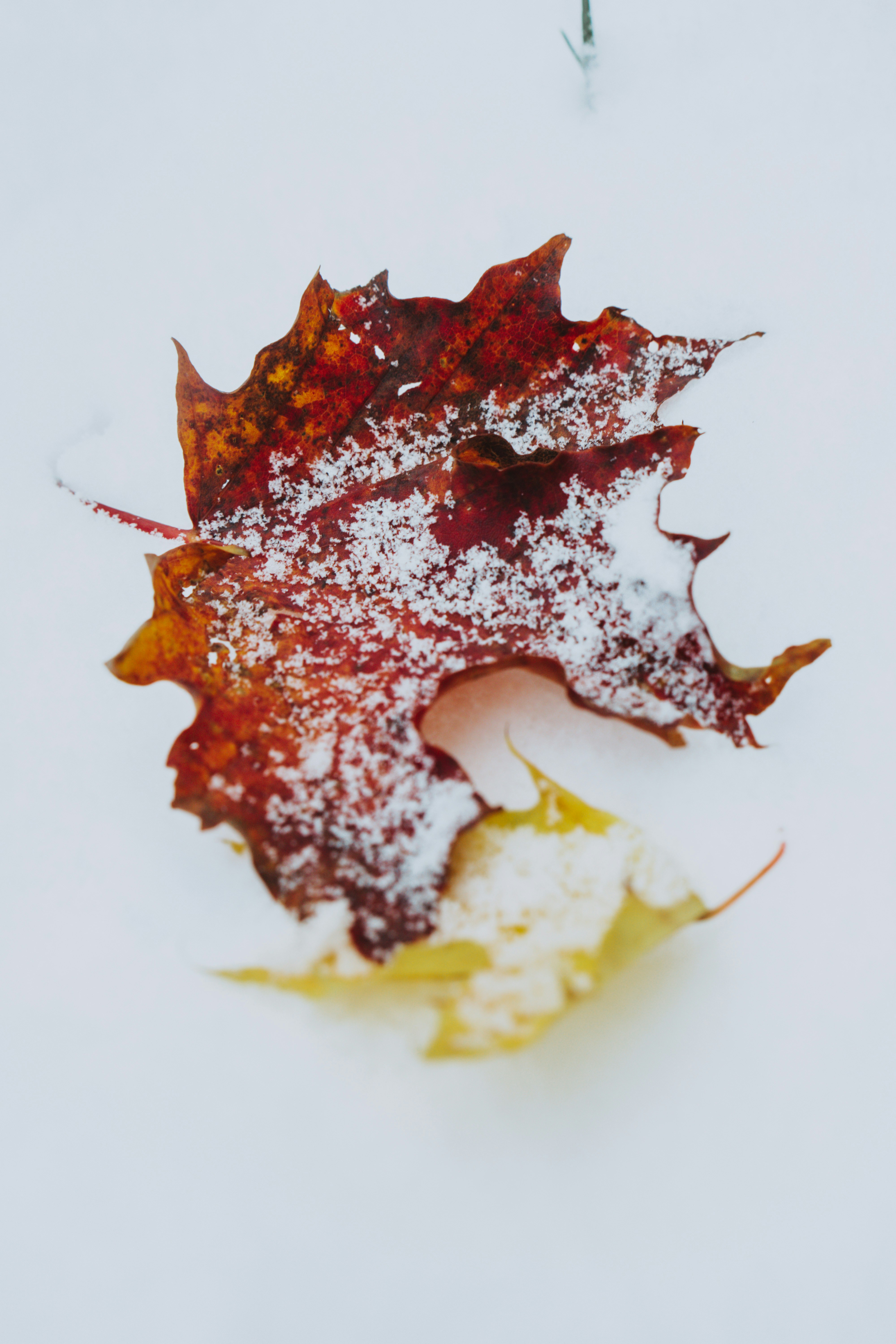 Snow-Dusted Maple on a Crystal White Canvas