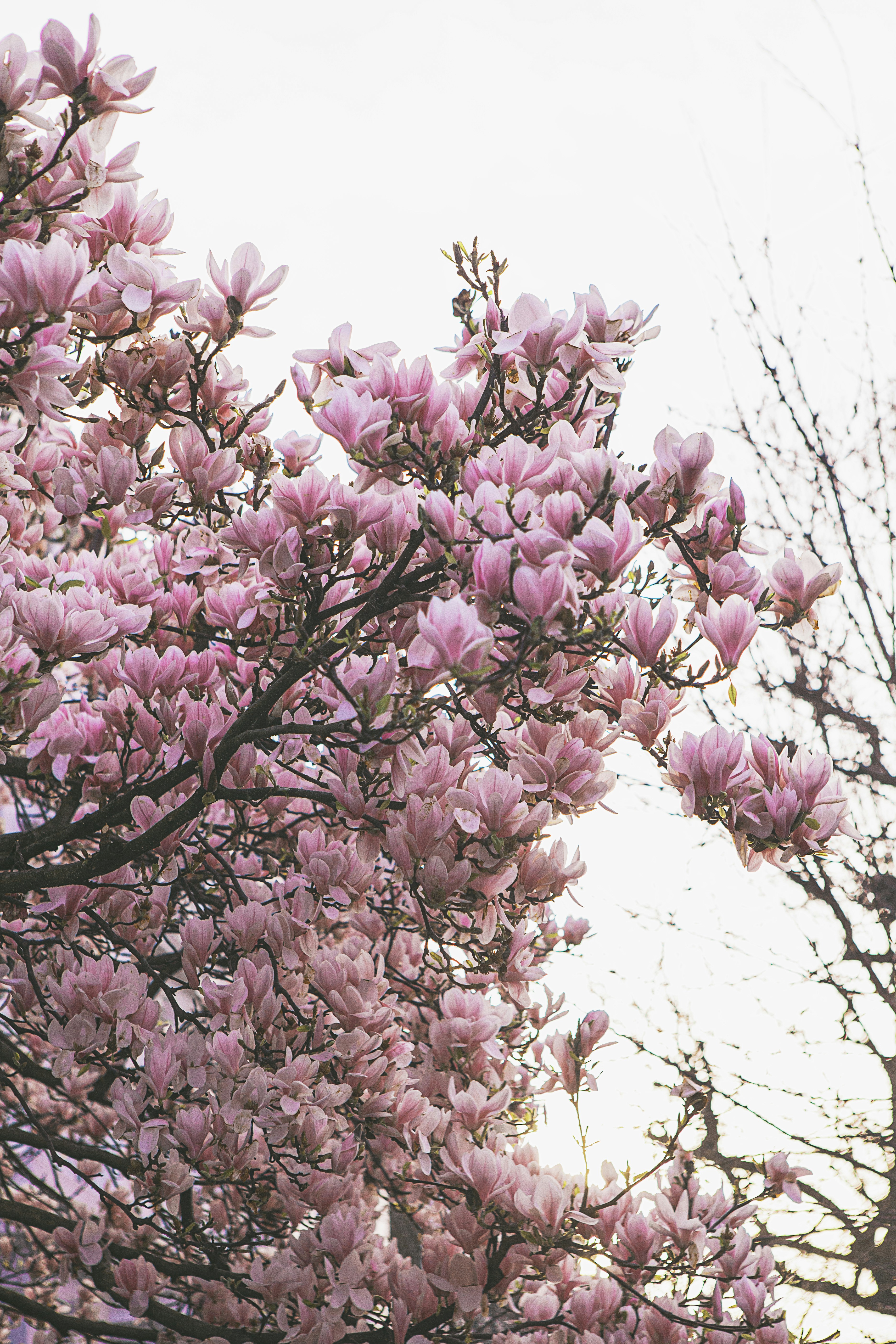 Delicate pink magnolia flowers bloom against a soft, fading light, showcasing the beauty of nature in transition.