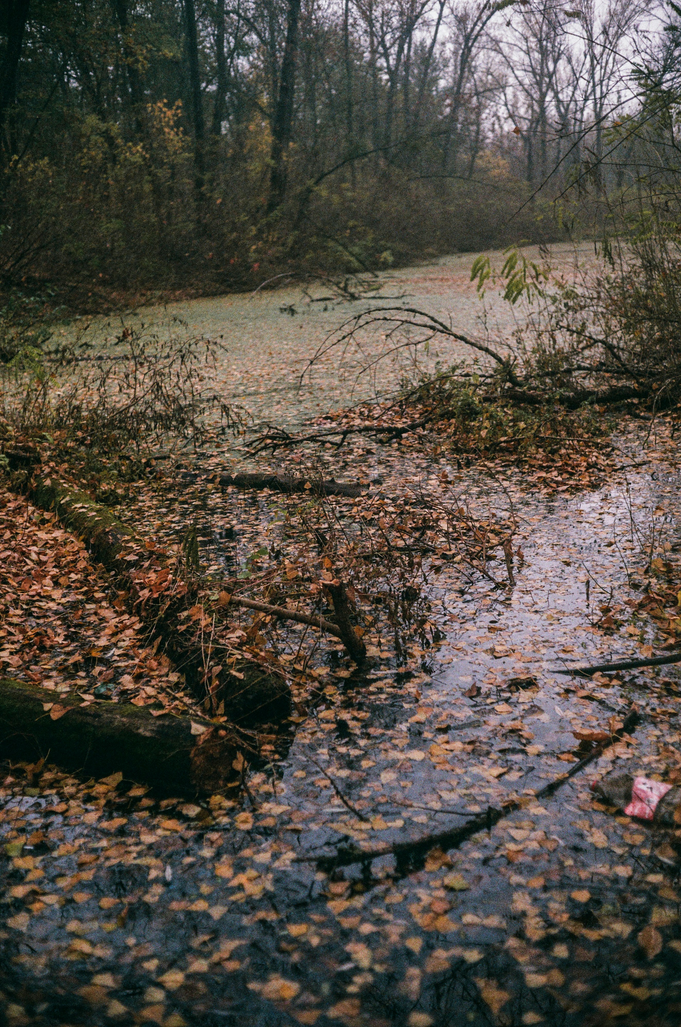 Autumnal floodplain photographed with water pooling among fallen leaves and tangled branches. A muted forest backdrop completes the scene.