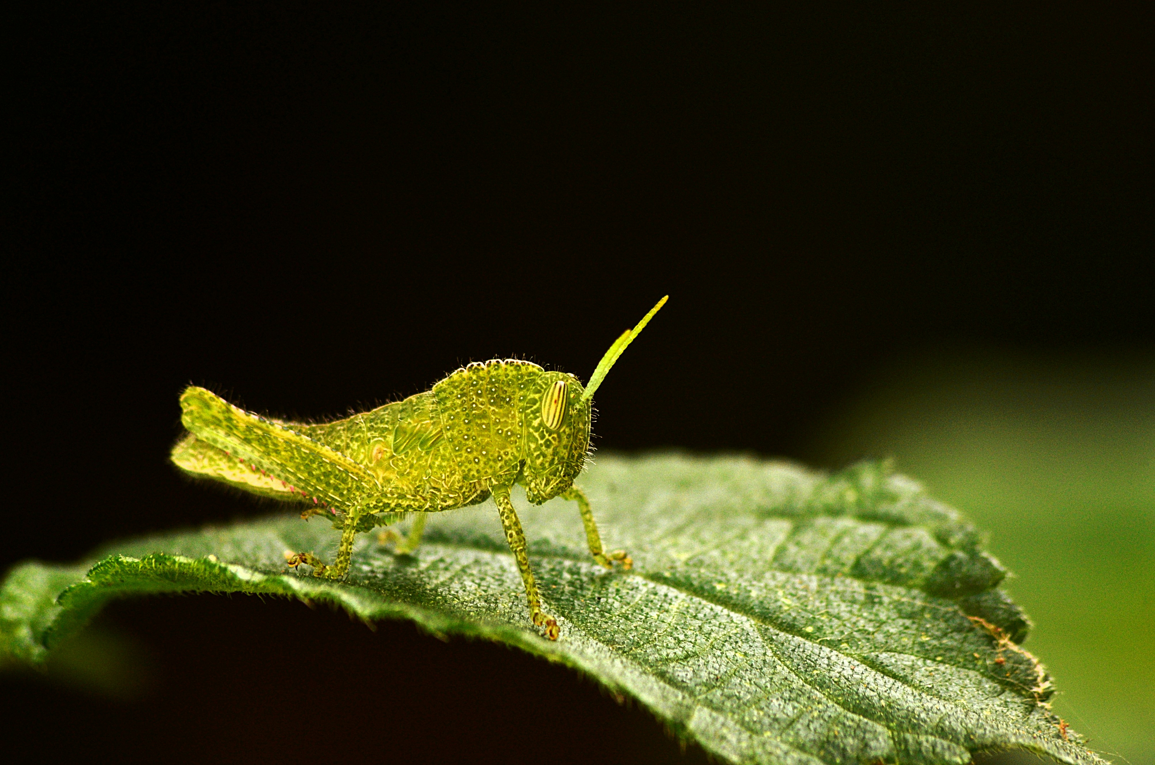 Grasshopper perched on a textured green leaf against a black background.