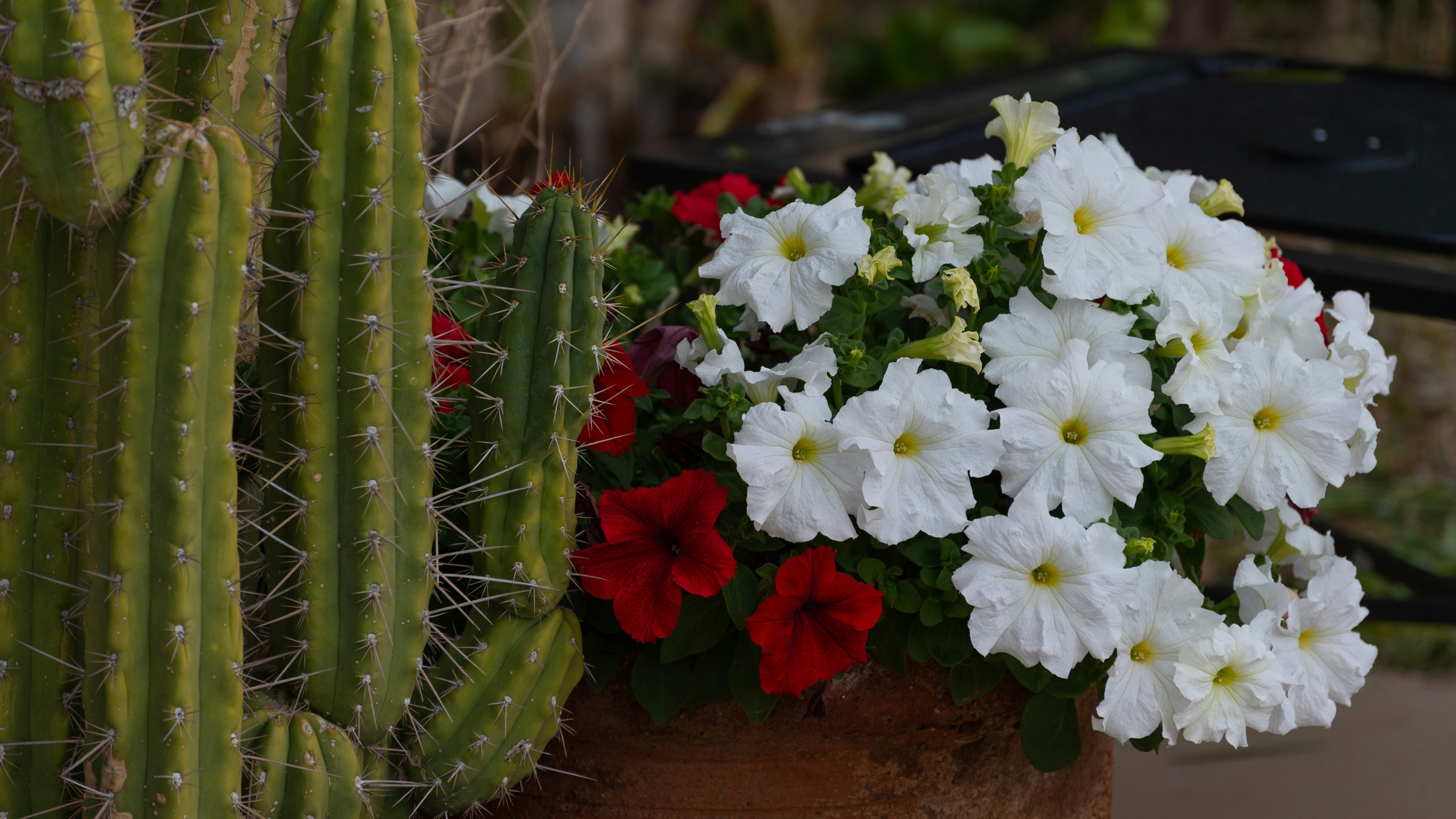 Colorful petunias and white flowers flourish in a terracotta pot beside a towering cactus. The scene embodies a harmonious blend of delicate beauty and resilient nature.