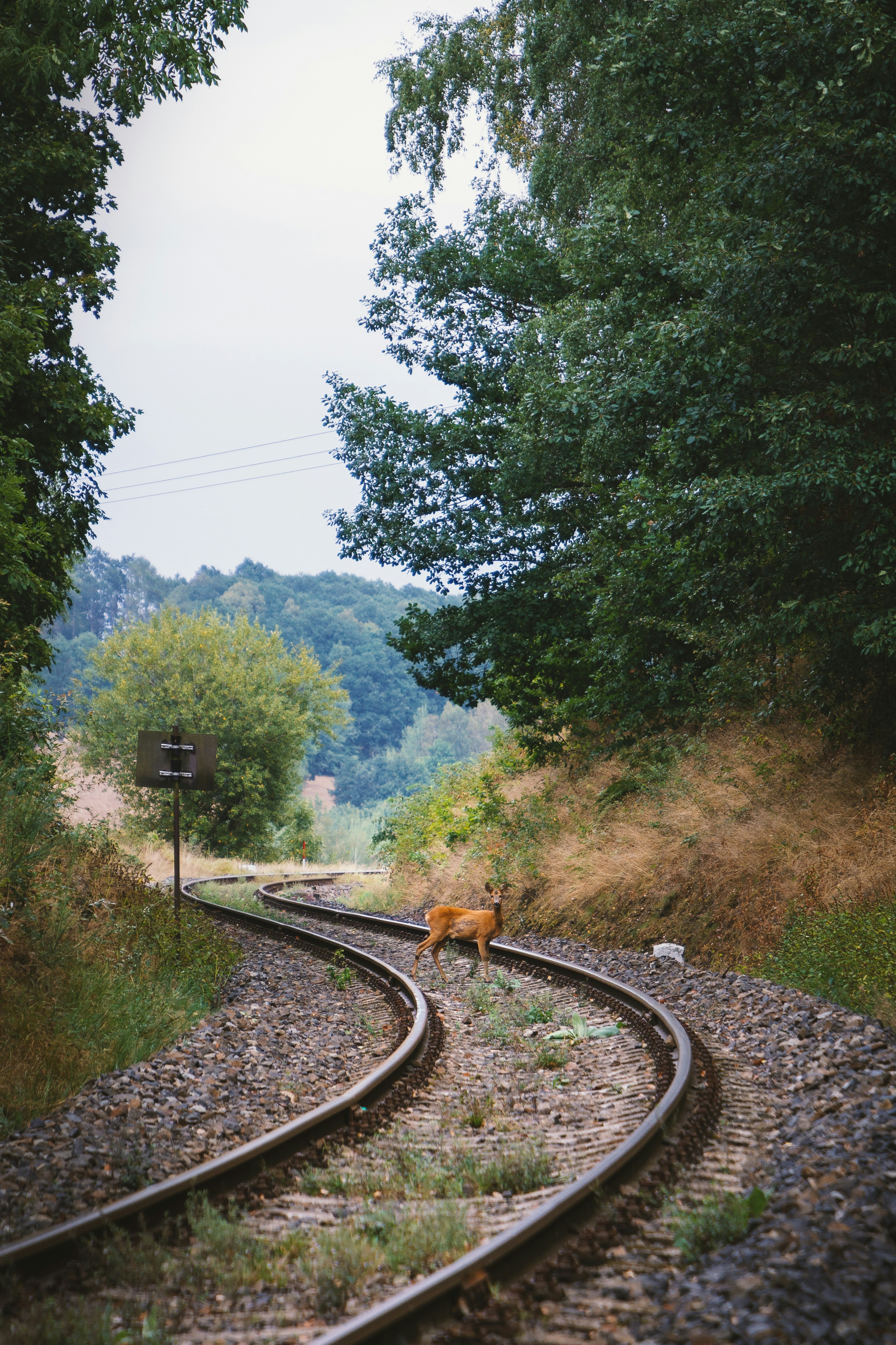 A deer walks along a winding railway track flanked by lush greenery, creating a serene juxtaposition between wildlife and human infrastructure.