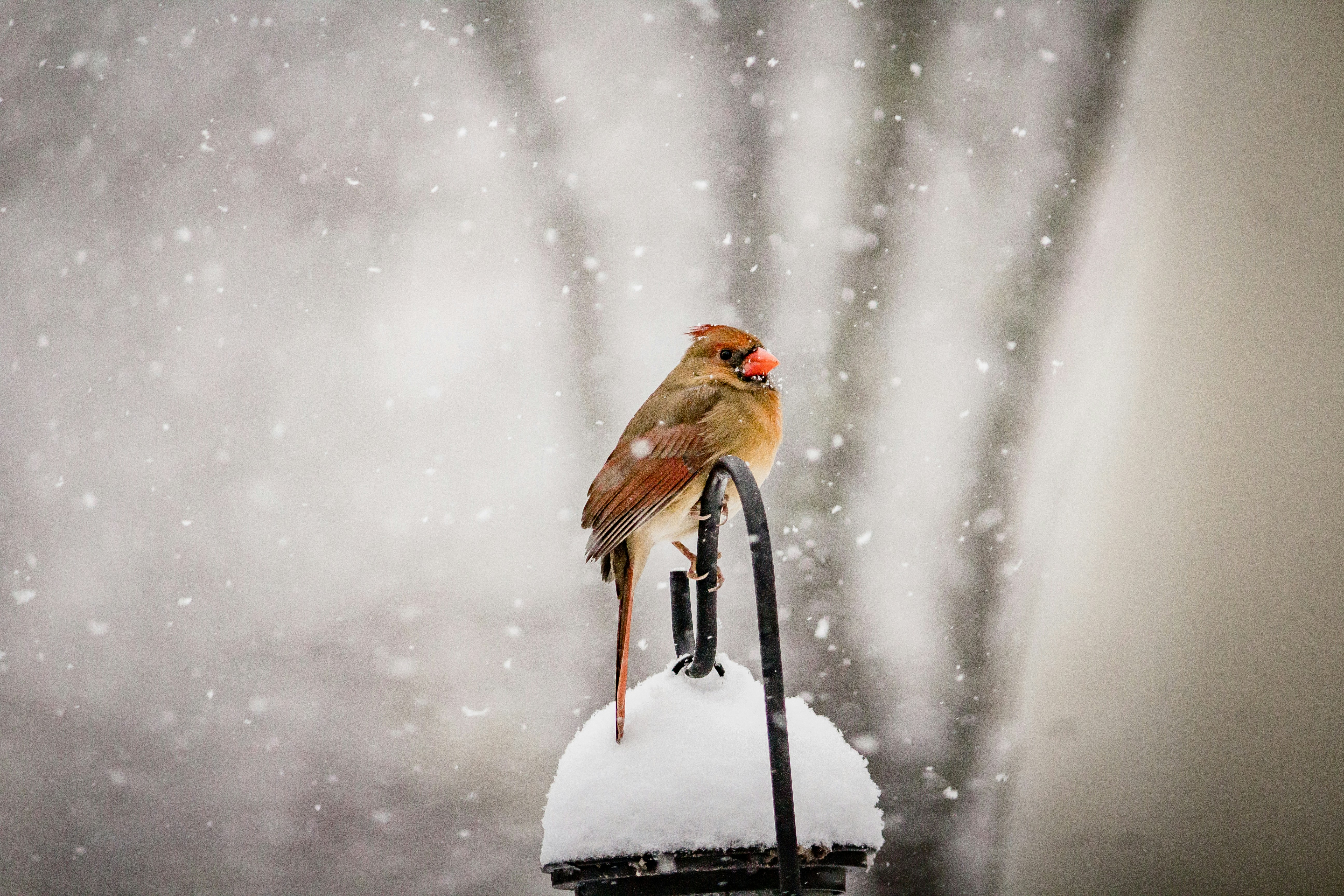 Cardinal perched on a snow-covered pole amidst a gentle snowfall, creating a serene winter scene.