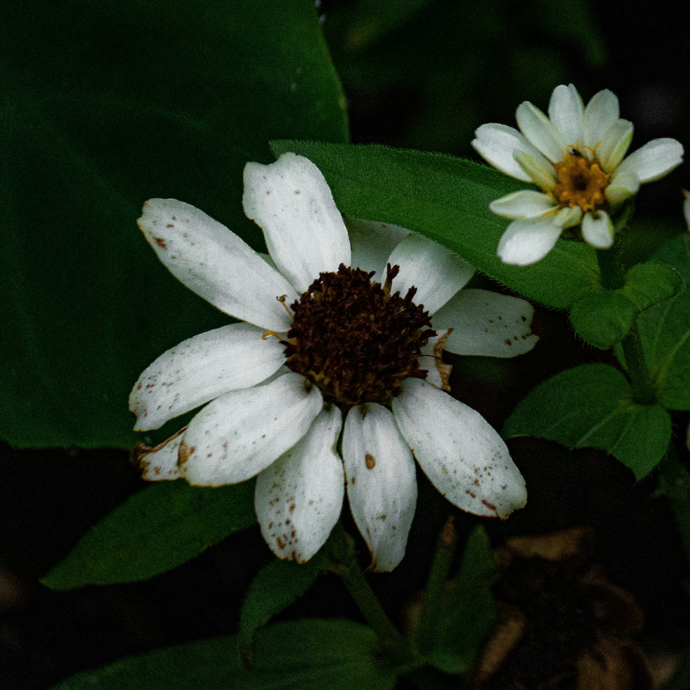 White Daisy in Shadowed Green: A Quiet Garden Moment